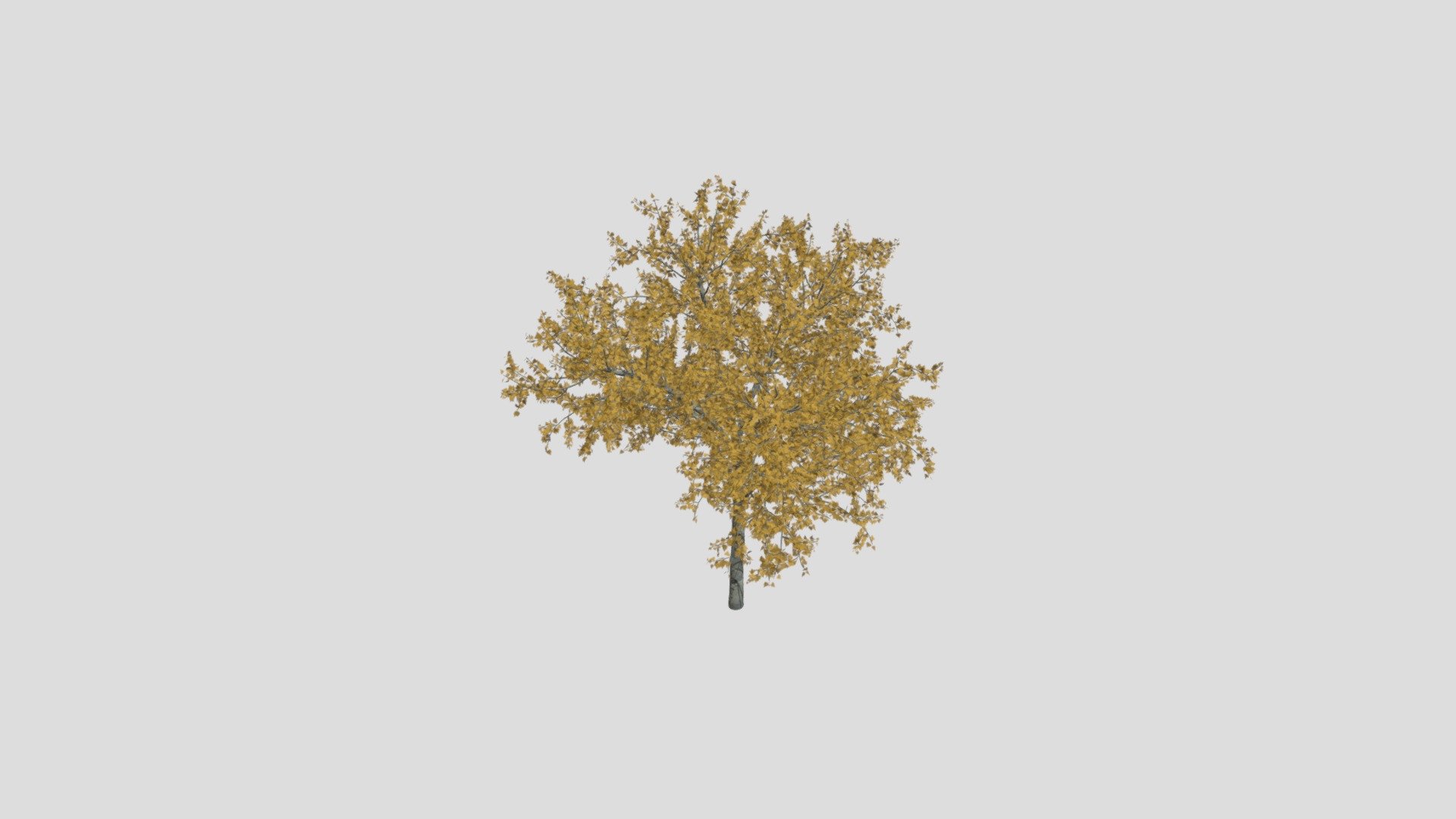 American Sycamore Autumn 70 AM250 Archmodel - Buy Royalty Free 3D model ...