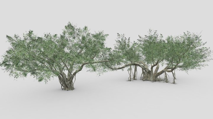 Banyan-tree 3D models - Sketchfab