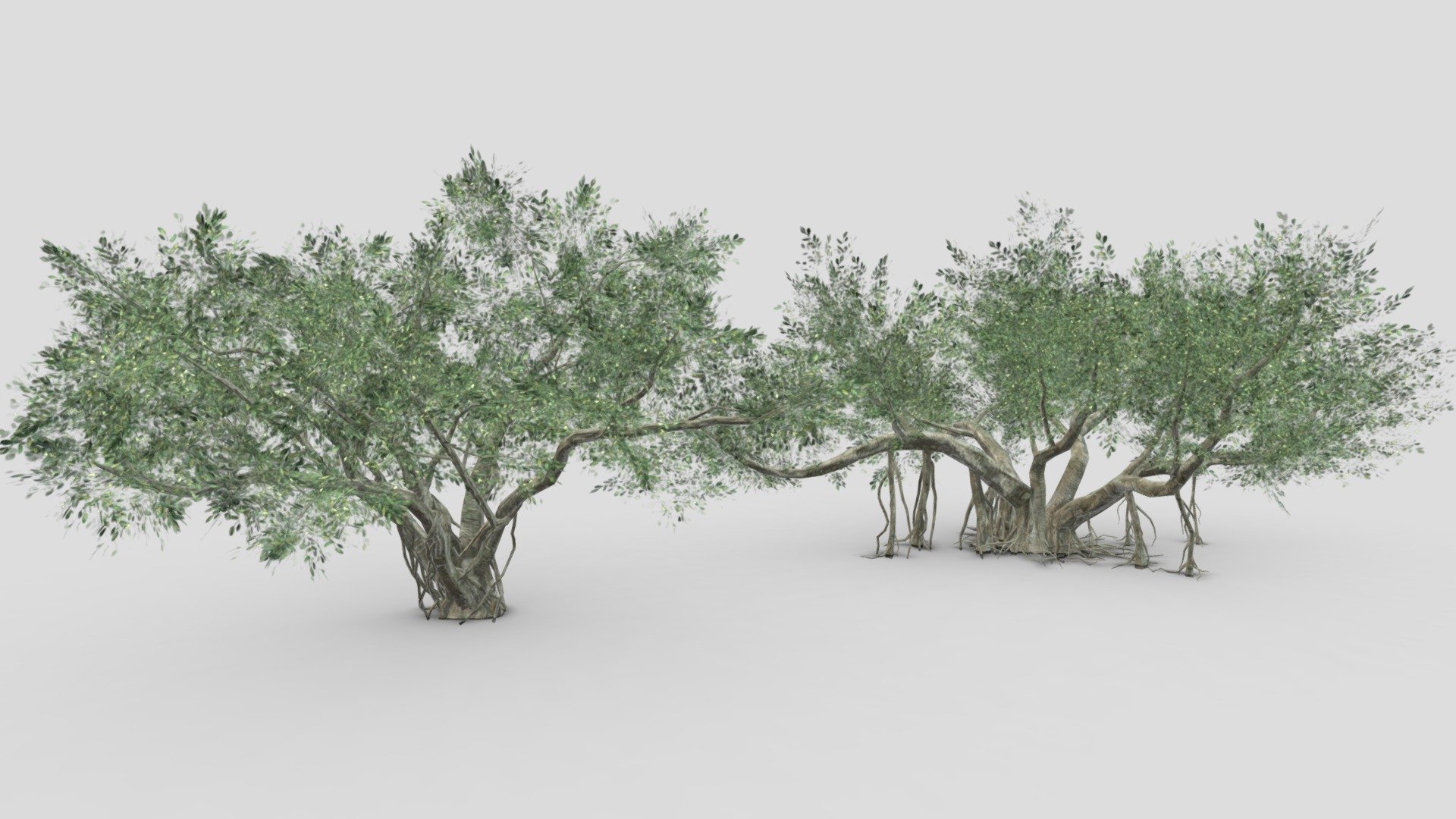 Chinese Banyan Tree- Pack- 01 - Buy Royalty Free 3D model by ASMA3D ...
