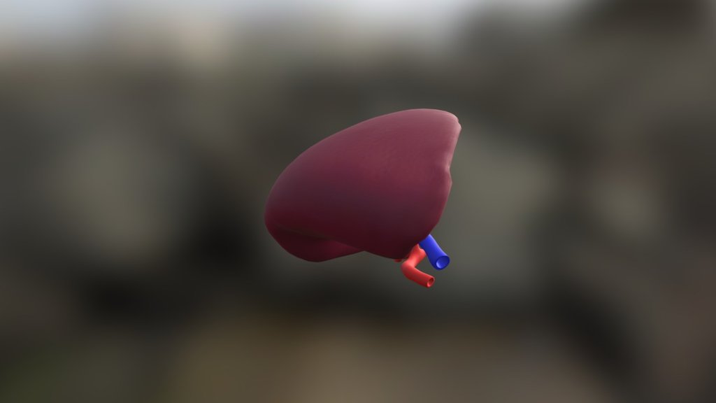 Spleen - 3D model by sunnyboy2002 [558faa3] - Sketchfab