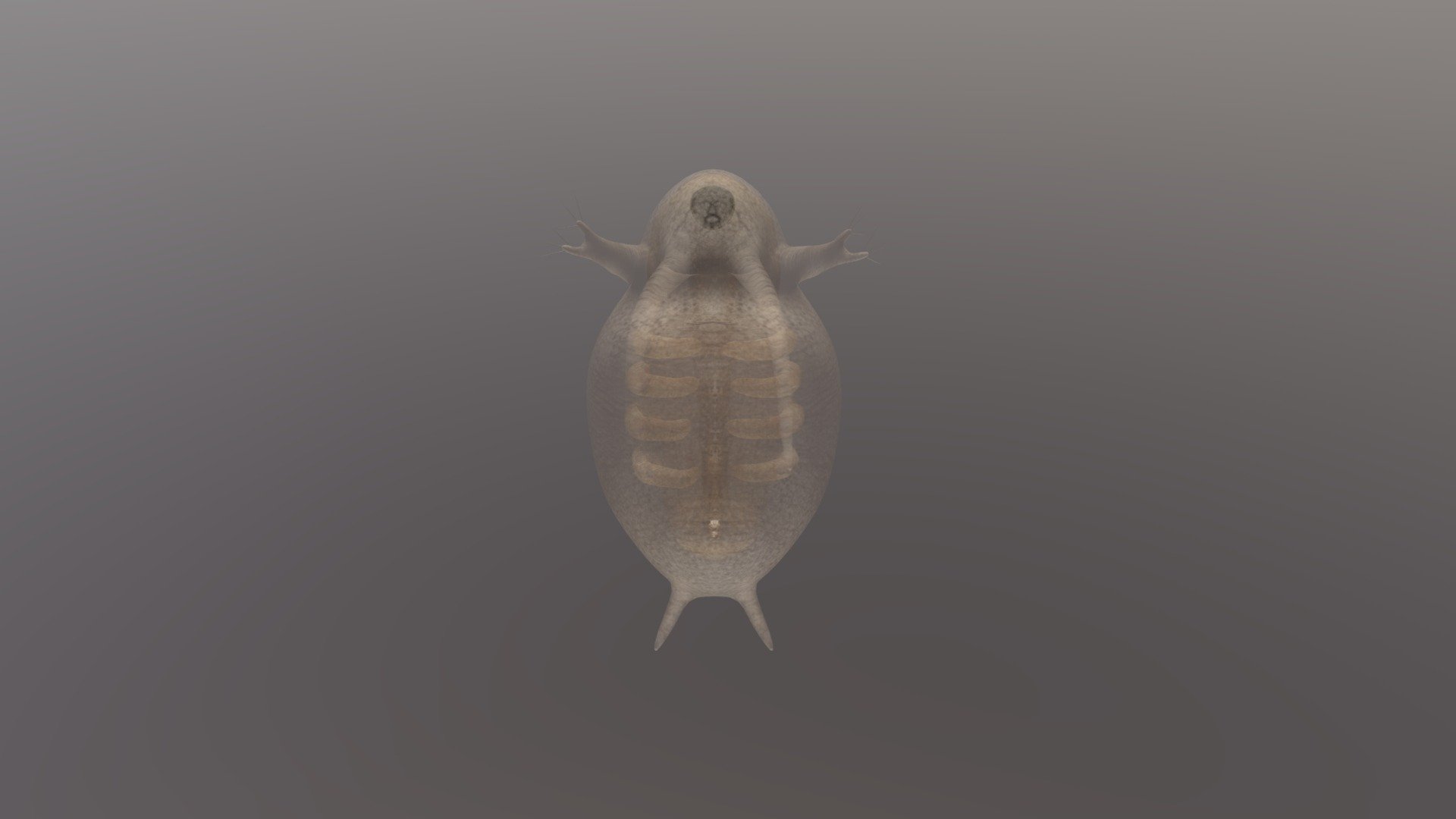 Bosmina_Baked_Blend_v3_05a - 3D model by ucdavisterc [5597956] - Sketchfab
