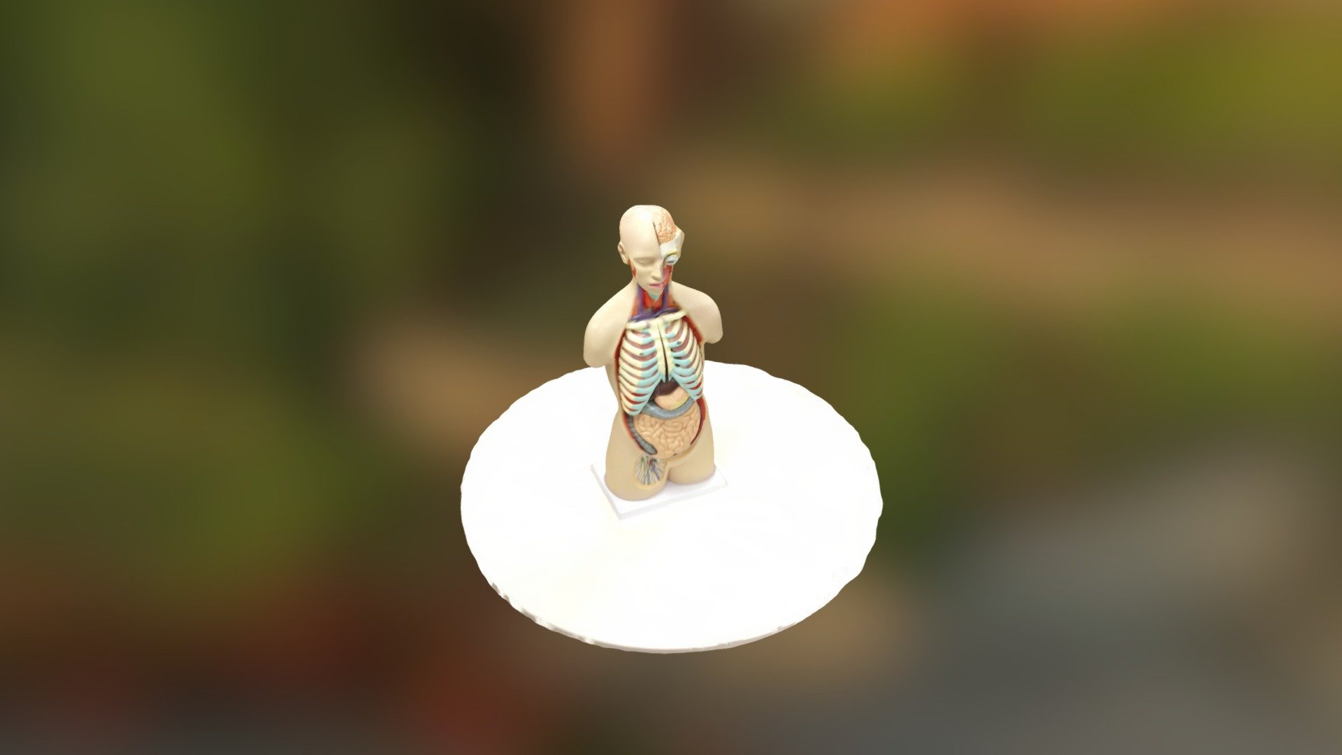Human Scan - 3D model by wcbh [55984bd] - Sketchfab