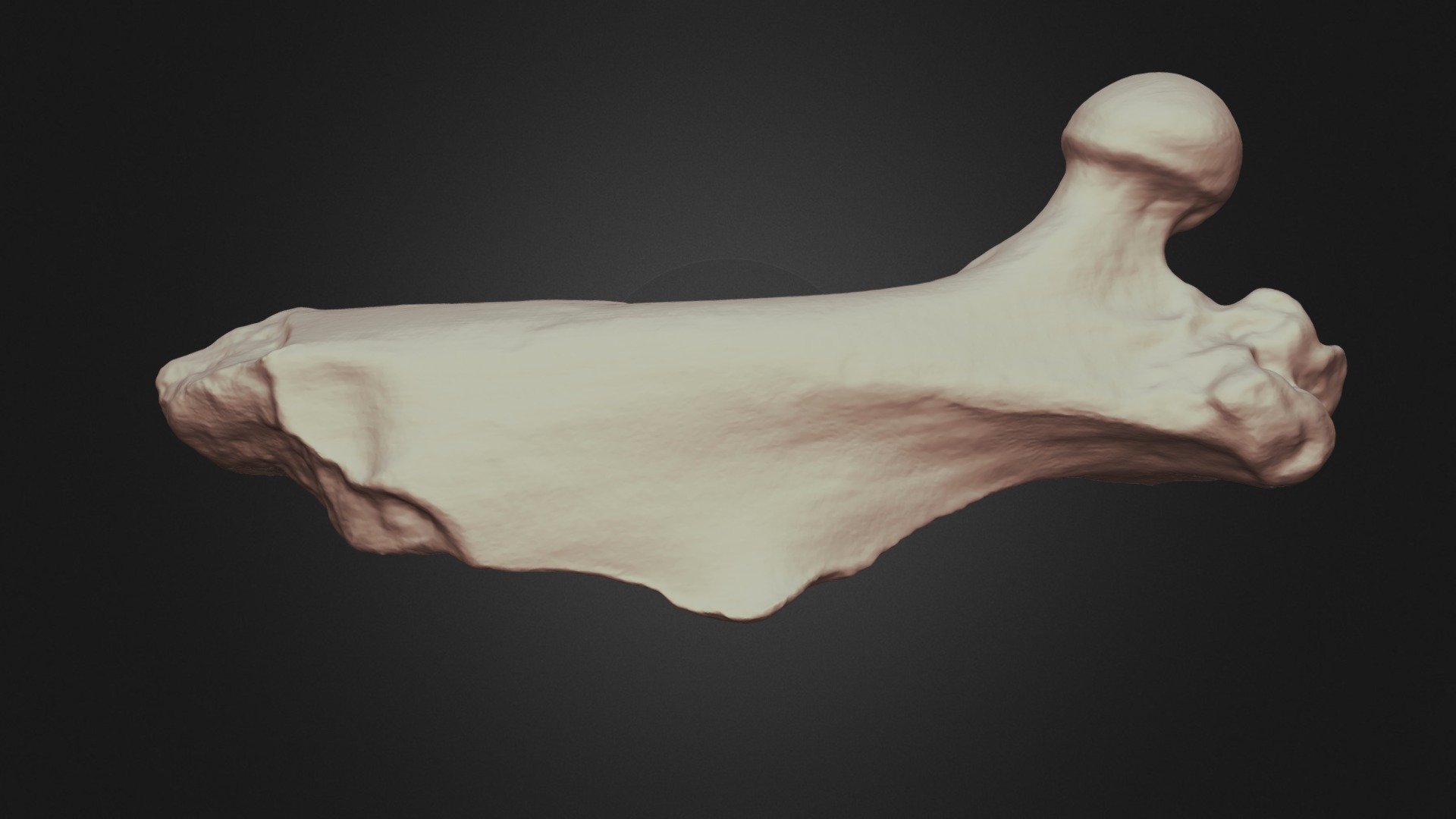 BEAVER LEFT FEMUR - 3D model by Lakehead Anthropology ...