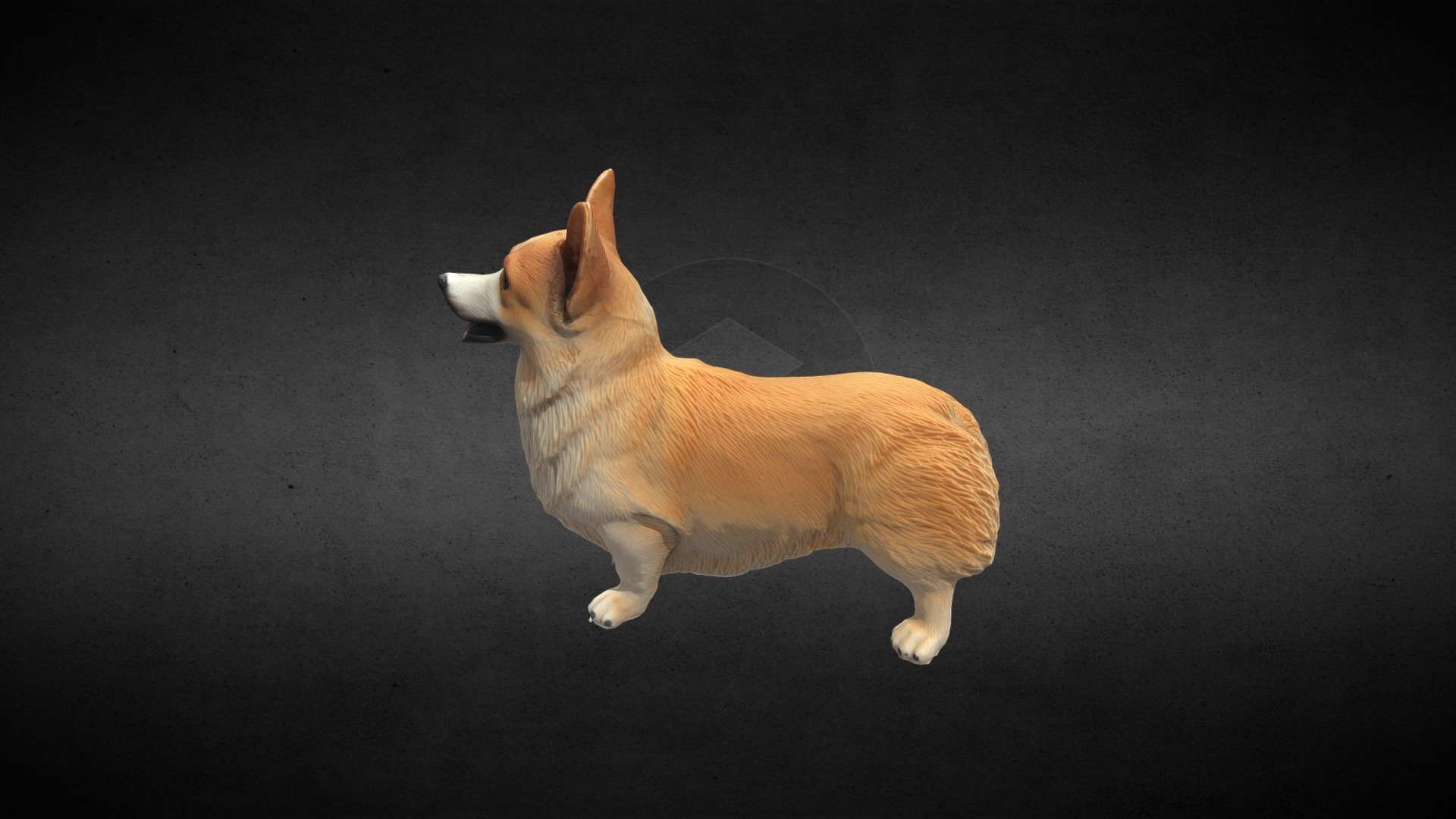 Welsh Corgi Pembroke - Download Free 3D model by ofekyovel (@ofekyo ...