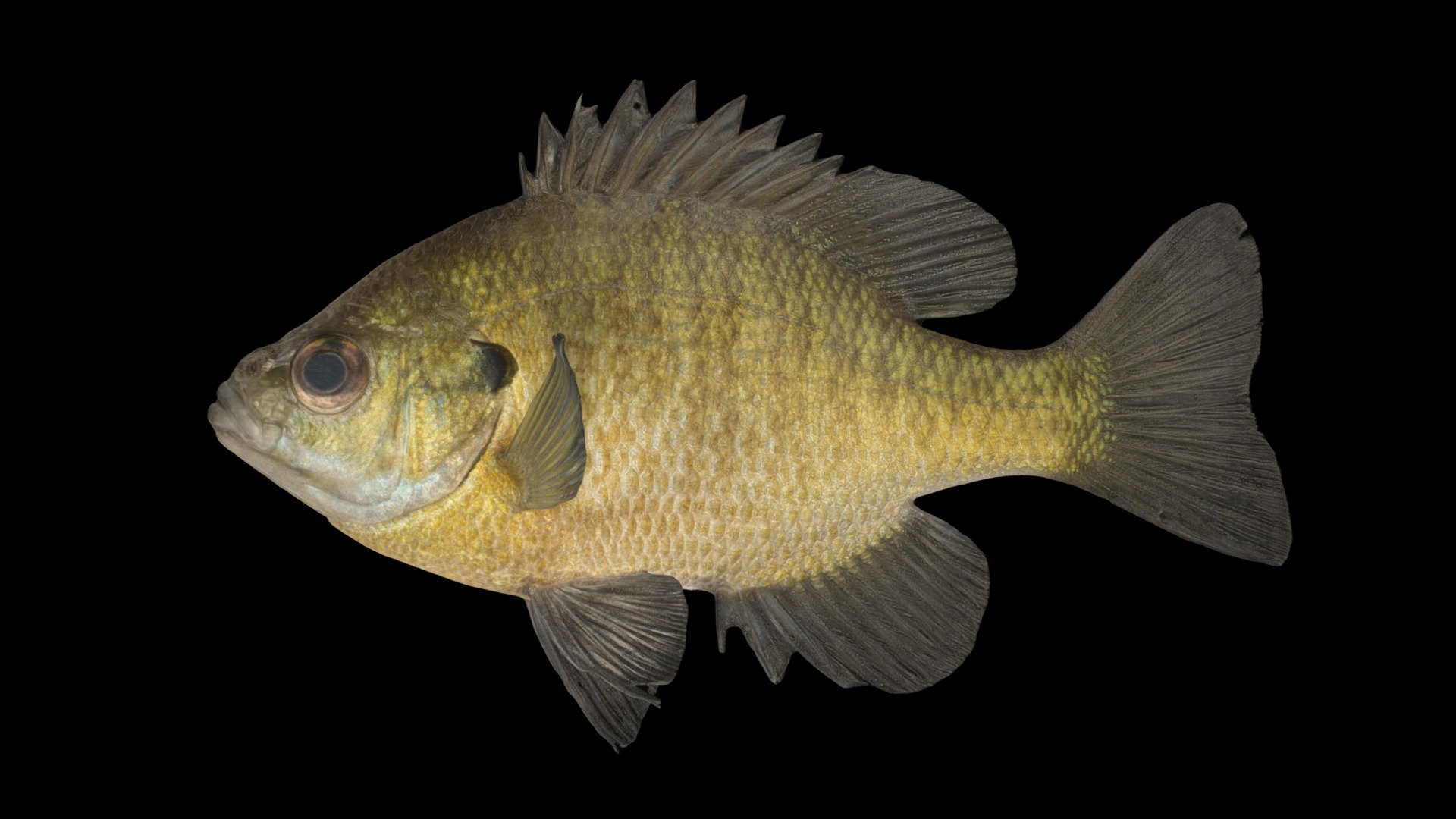 ブルーギル 🐟 Bluegill, Lepomis macrochirus - Download Free 3D model by ffish ...