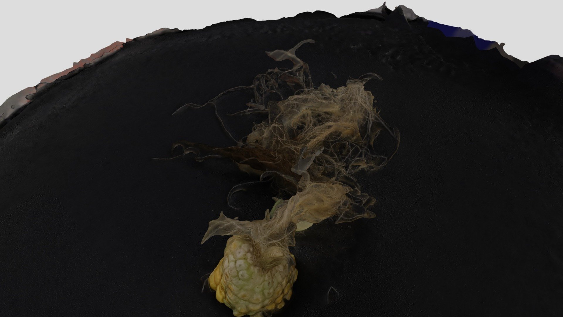 Stringy Corn - Download Free 3D model by dmaf.lab [55af0a0] - Sketchfab
