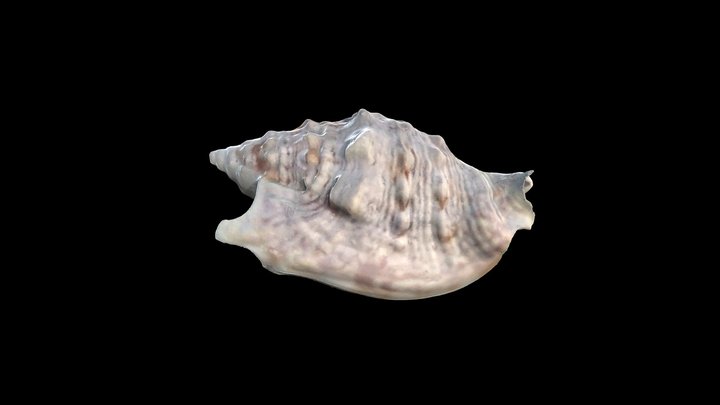 Conch 3D models - Sketchfab
