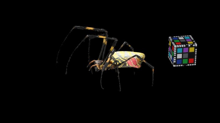 Clavata 3D models - Sketchfab
