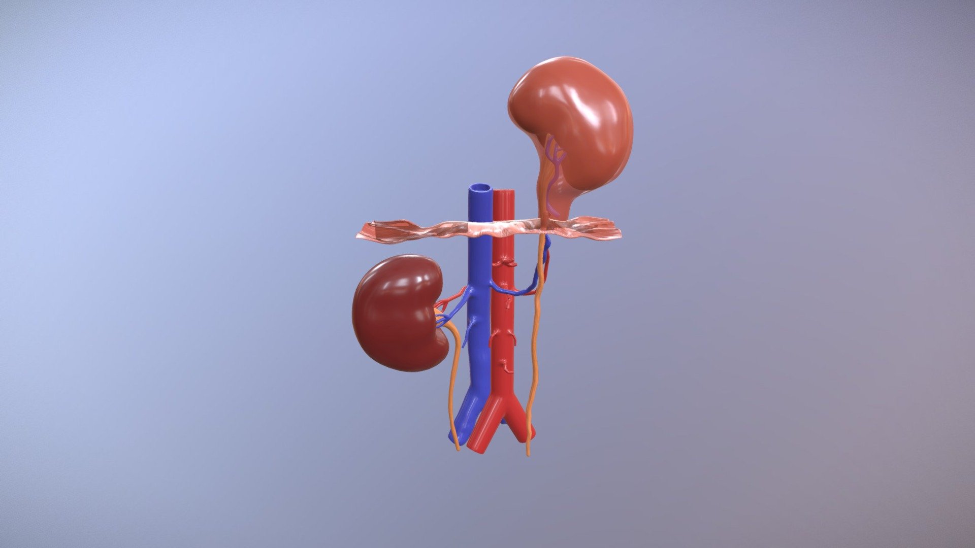 Ectopic Kidney - 3D model by University of Dundee, CAHID (@anatomy ...
