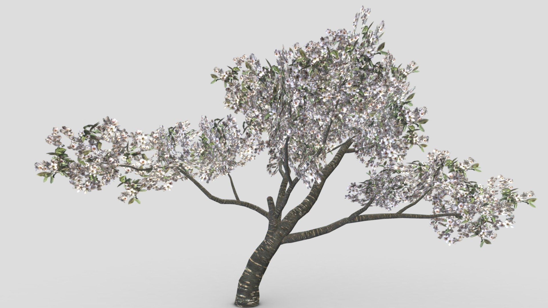 Cherry Blossoms Tree- 03 - Buy Royalty Free 3D model by ASMA3D [55c6f41 ...