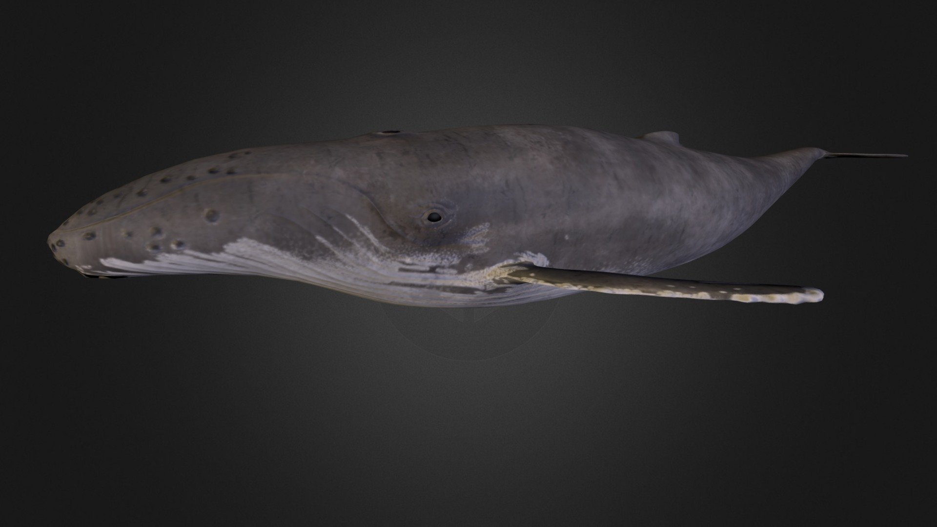 Humpback Whale - 3D model by Ignacio Farias (@eternaleye) [55c83a9 ...