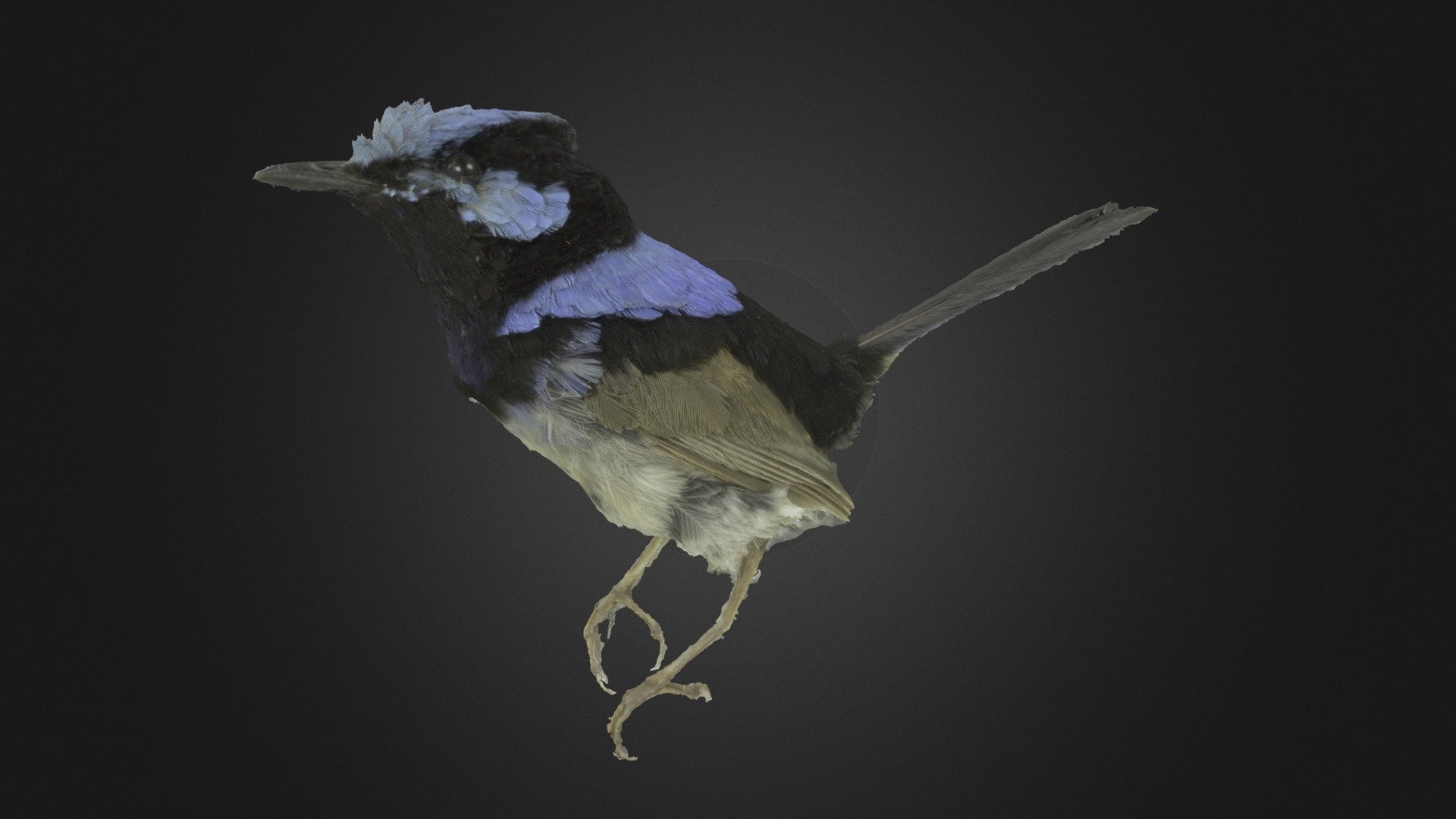 Blue Wren - Download Free 3D model by UoM Digitisation Centre ...