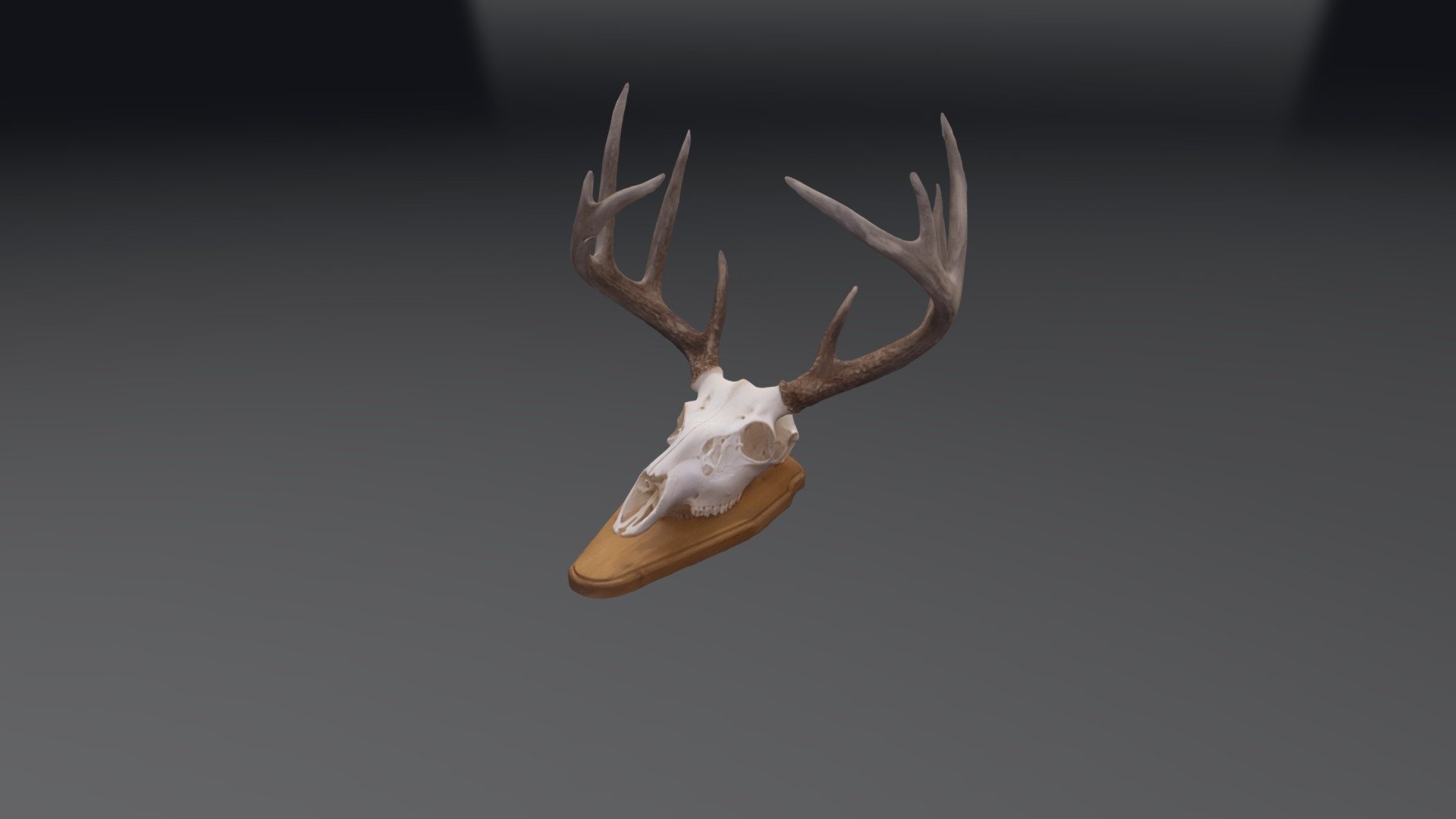 Deer Skull With Antlers - Download Free 3D model by Seth Berrier (@berriers) [55c9665] - Sketchfab