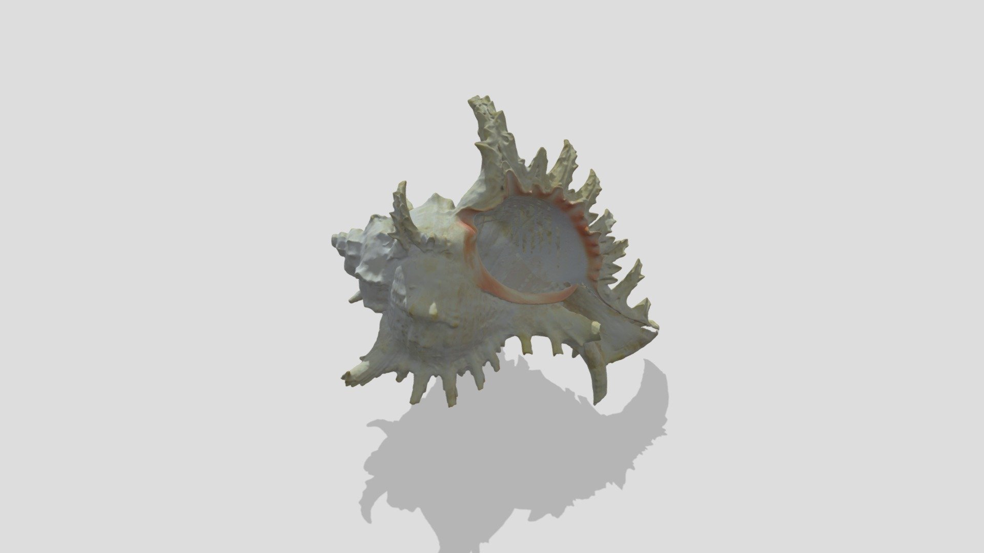 Цератостома Барнетта. Ceratostoma burnetti. - Download Free 3D model by ...