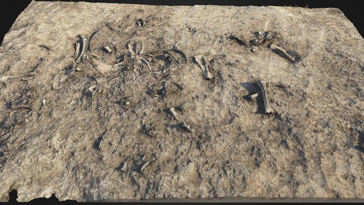 Cataphractarium 3D models - Sketchfab