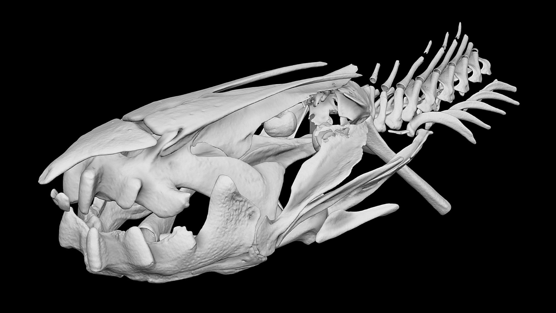 5_Lungfish_Head / “Haigyo” - 3D model by 3D Imaging Room in NIG ...