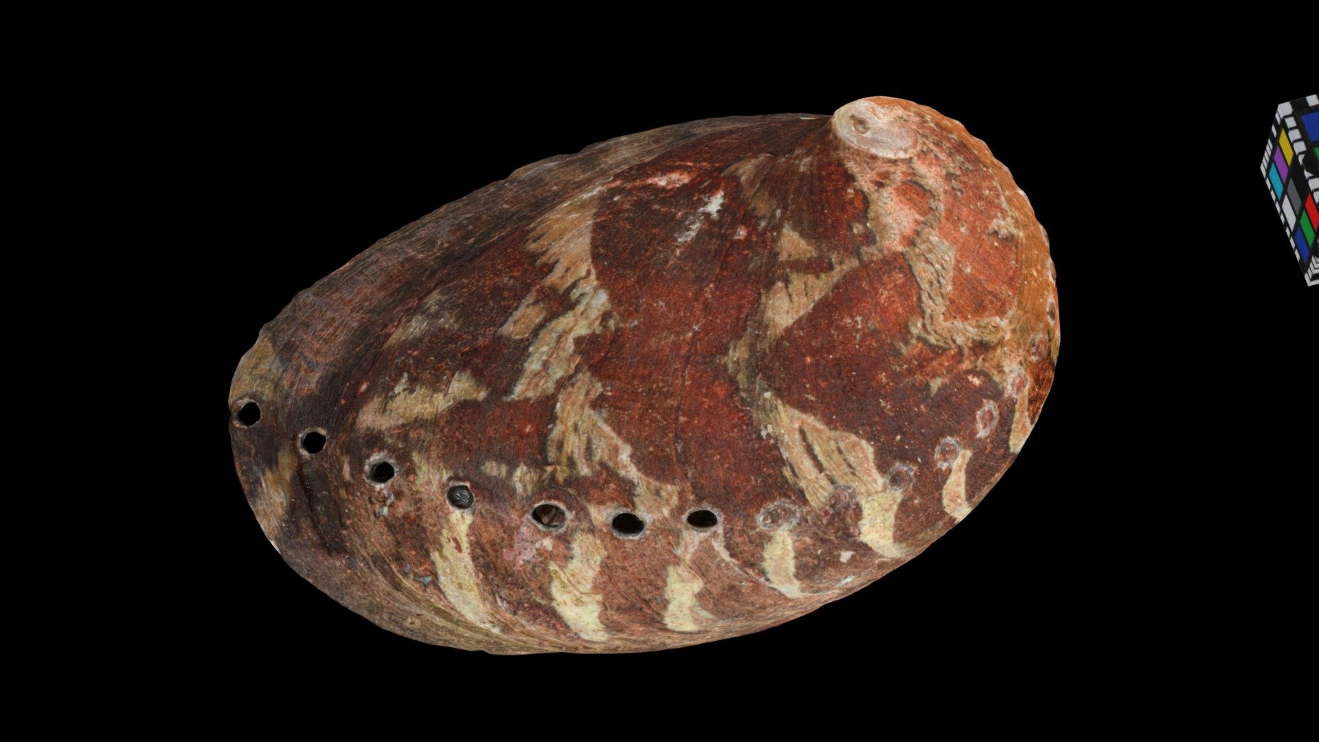 トコブシ Small Abalone, Sulculus diversicolor - Download Free 3D model by ...