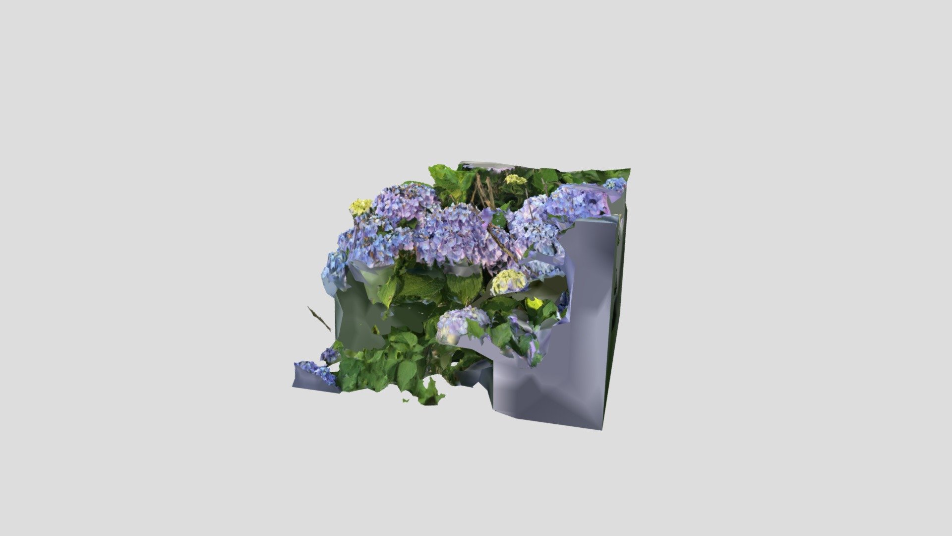 Hydrangeas! - 3D model by cooph2022 [55d8818] - Sketchfab