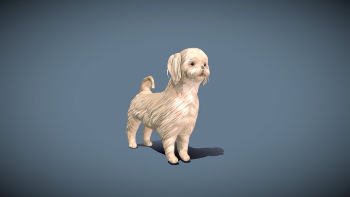 Shihtzu 3D models - Sketchfab