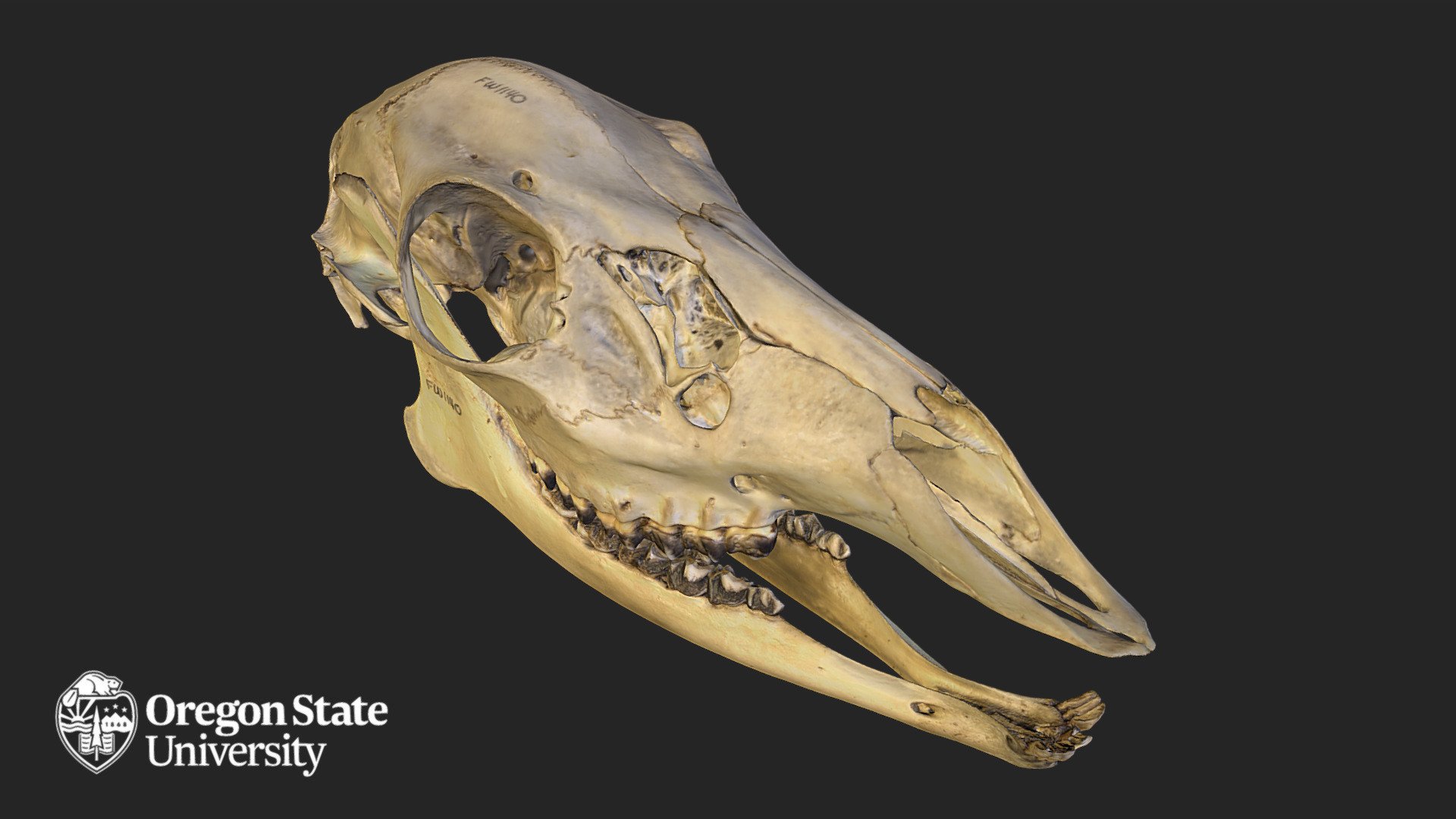 White-tailed Deer - FW1140 - Download Free 3D model by Oregon State ...