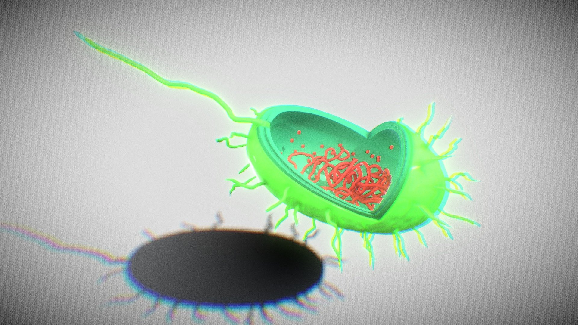 bacteria1 - 3D model by jonathanhammond [55dd450] - Sketchfab