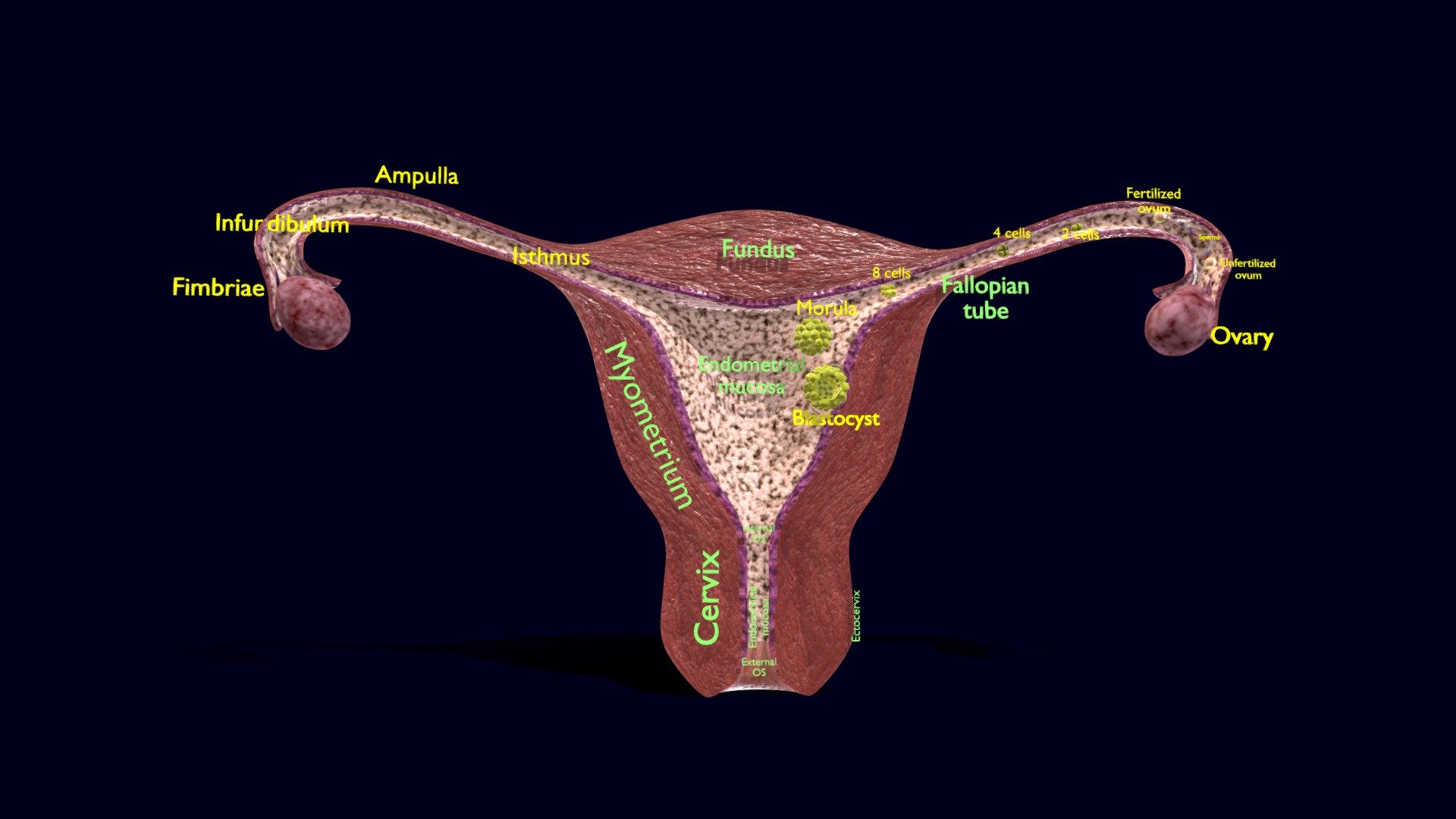 Fertilization stages of ovum - Buy Royalty Free 3D model by Deepankar ...