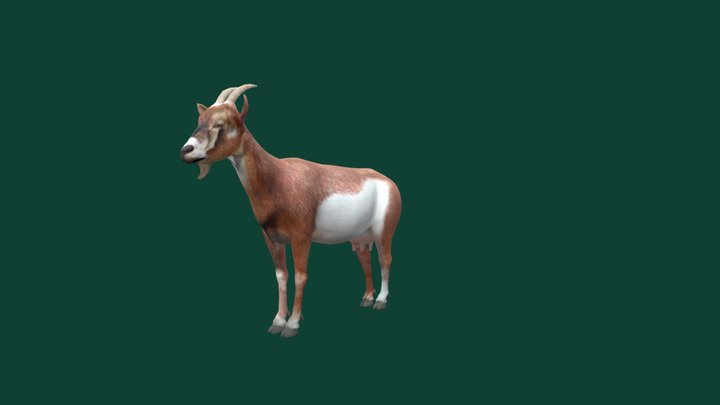 Goat 3D models - Sketchfab