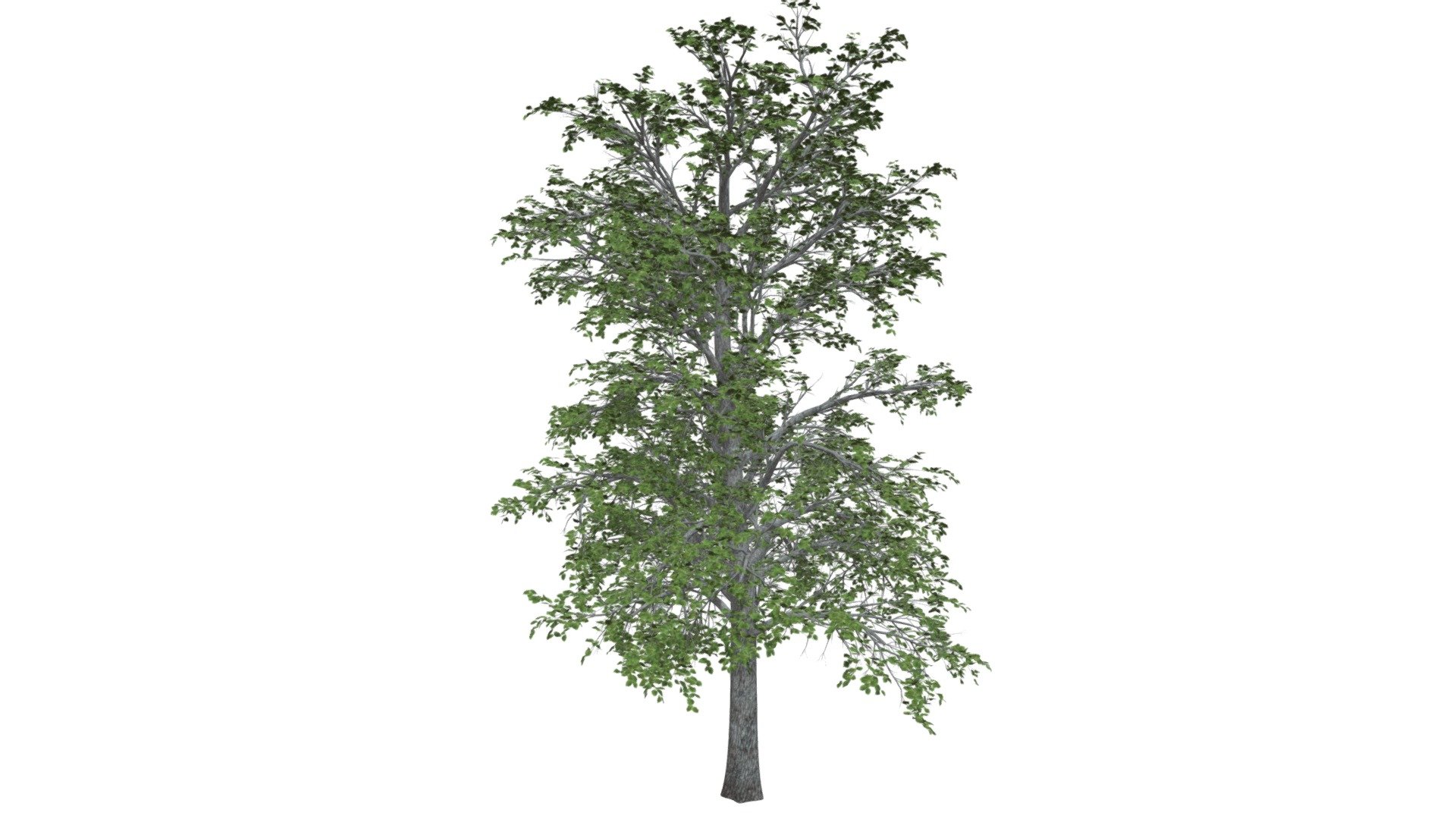 European Linden Tree #07 - Buy Royalty Free 3D model by meshshape ...