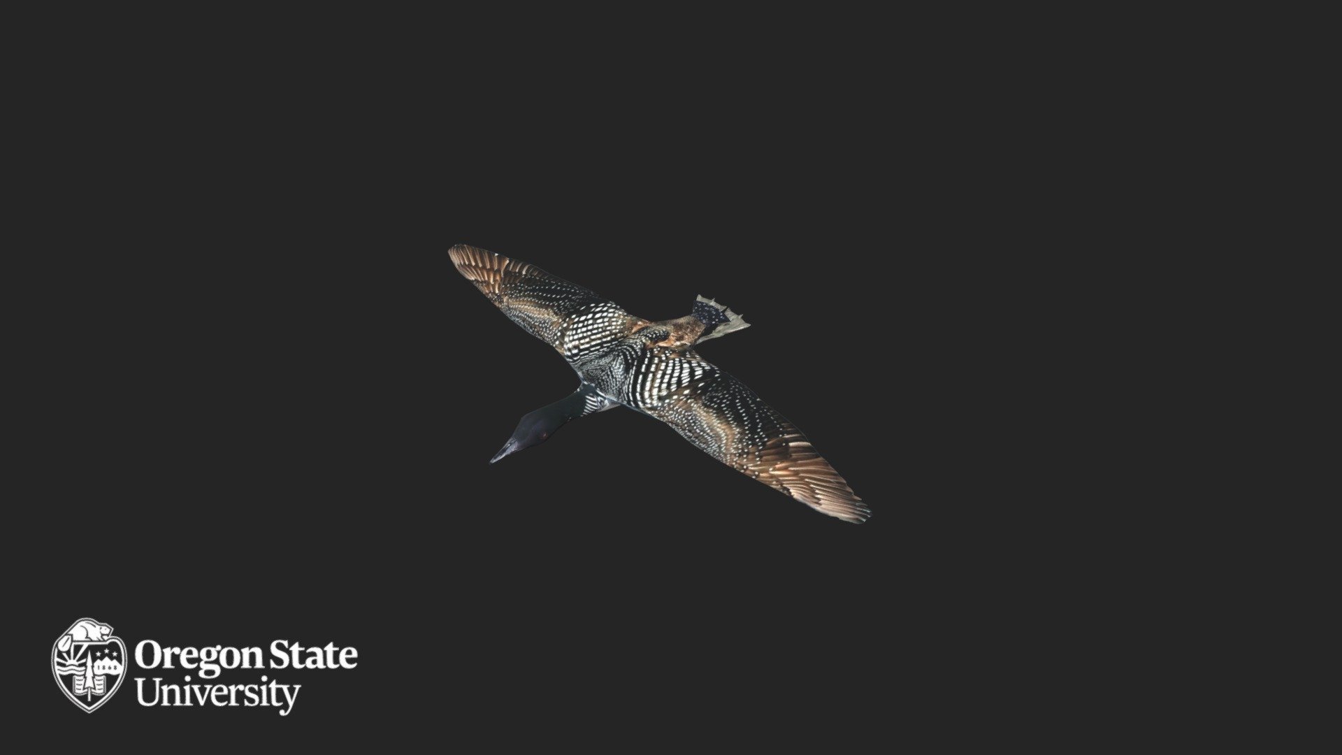 Common Loon - in Flight - Download Free 3D model by Oregon State ...