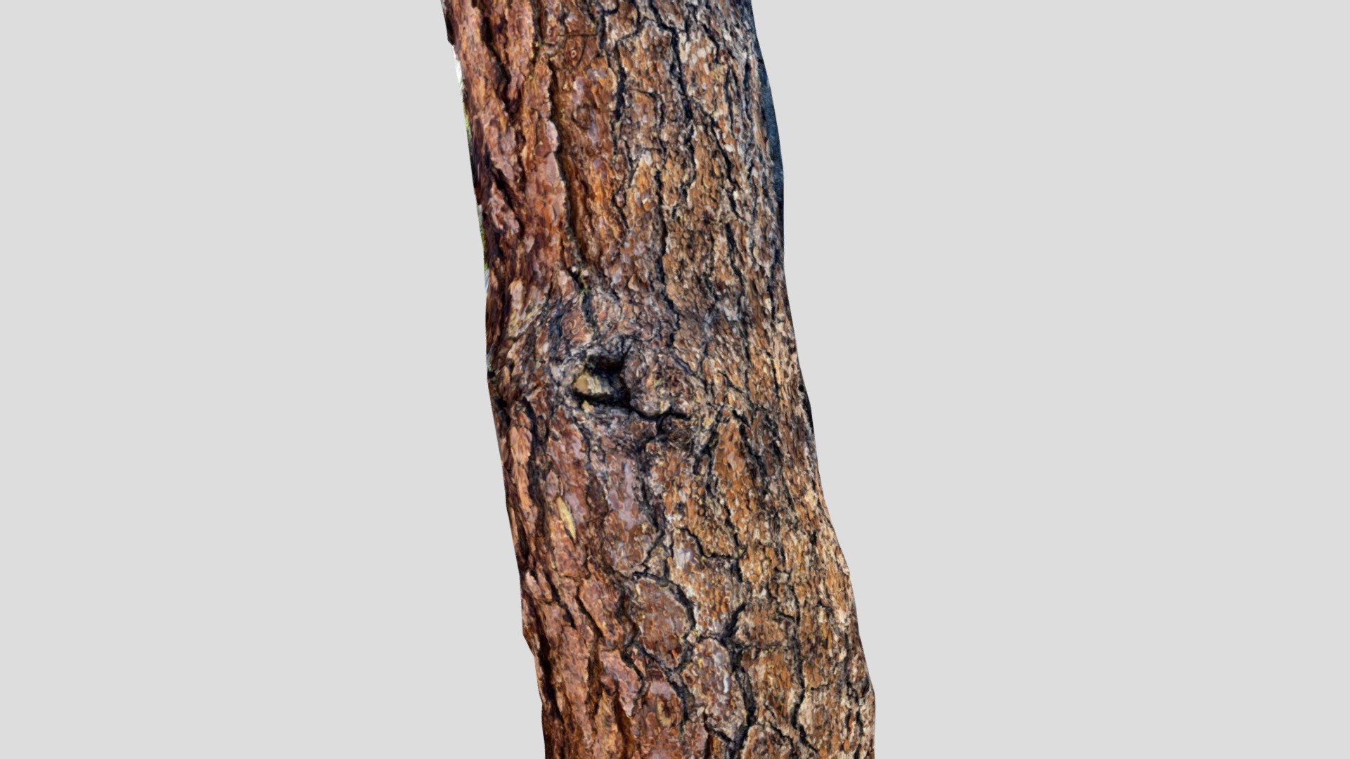 tree_bark - Download Free 3D model by California Academy of Sciences ...