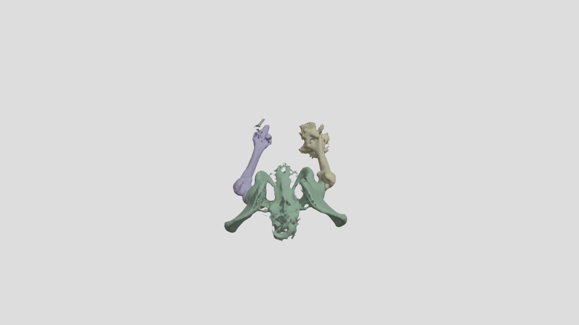 Femur Seg - 3D model by amckinley [55fc432] - Sketchfab
