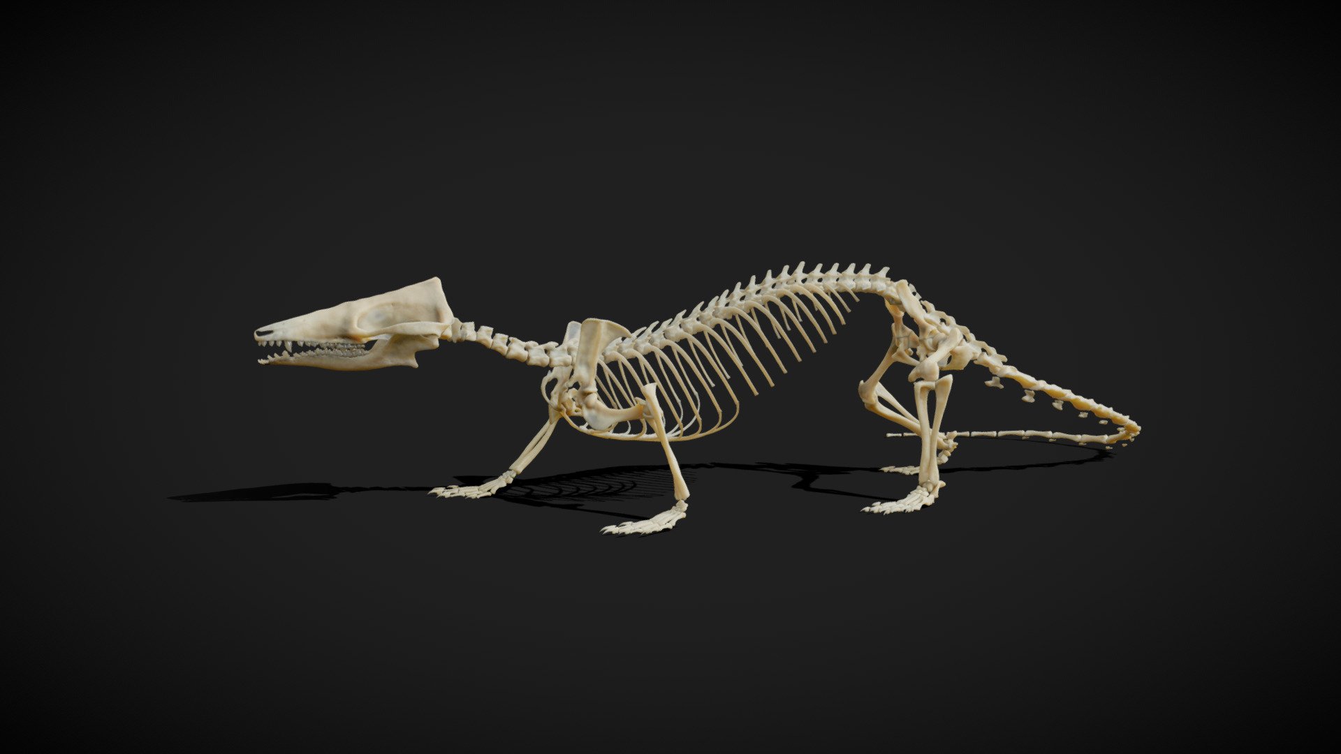 Krusatodon adult skeleton - 3D model by Matt Humpage (@MattHumpage ...