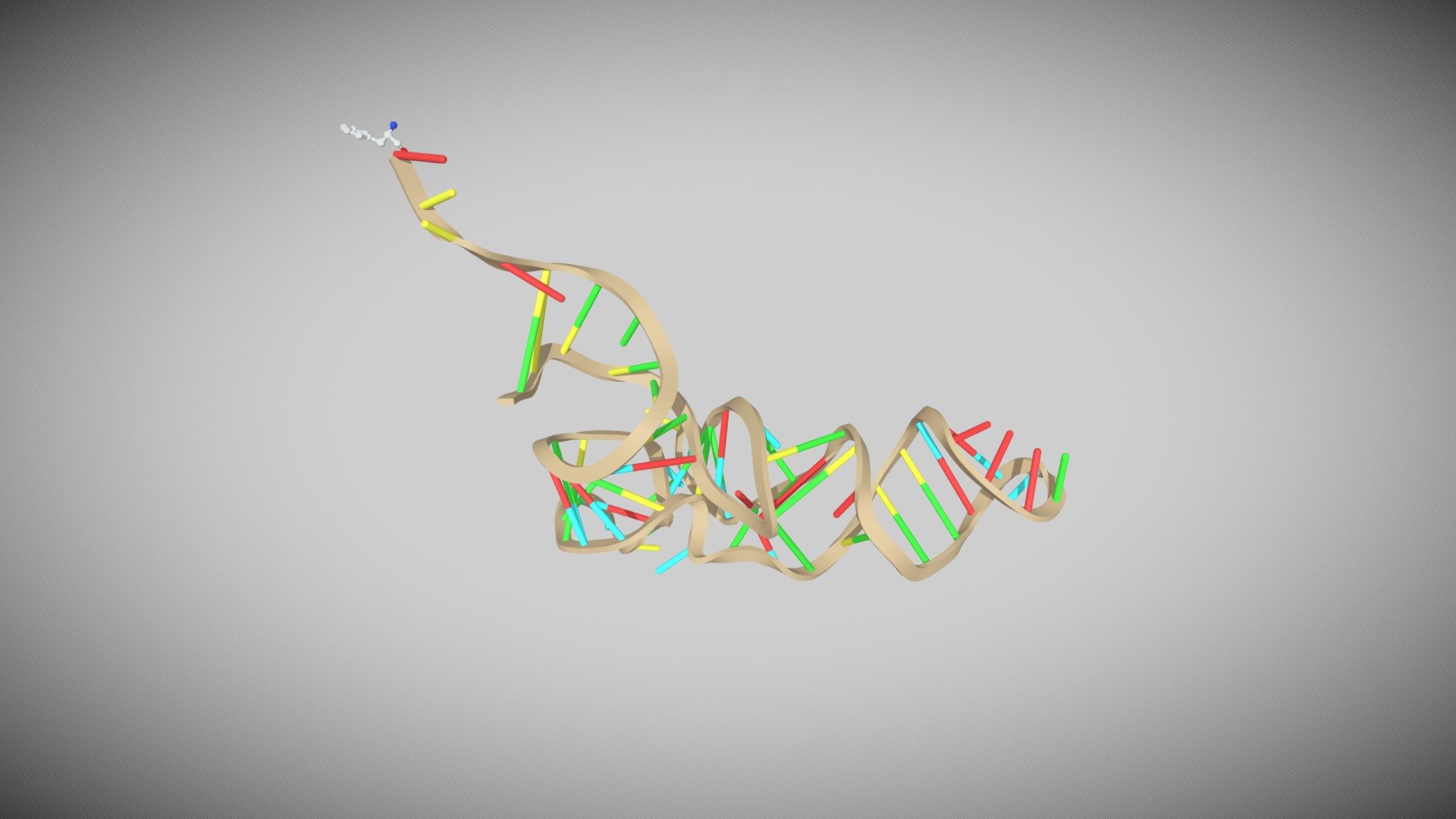 t-RNA with phenylalanine amino acid attached - Download Free 3D model ...