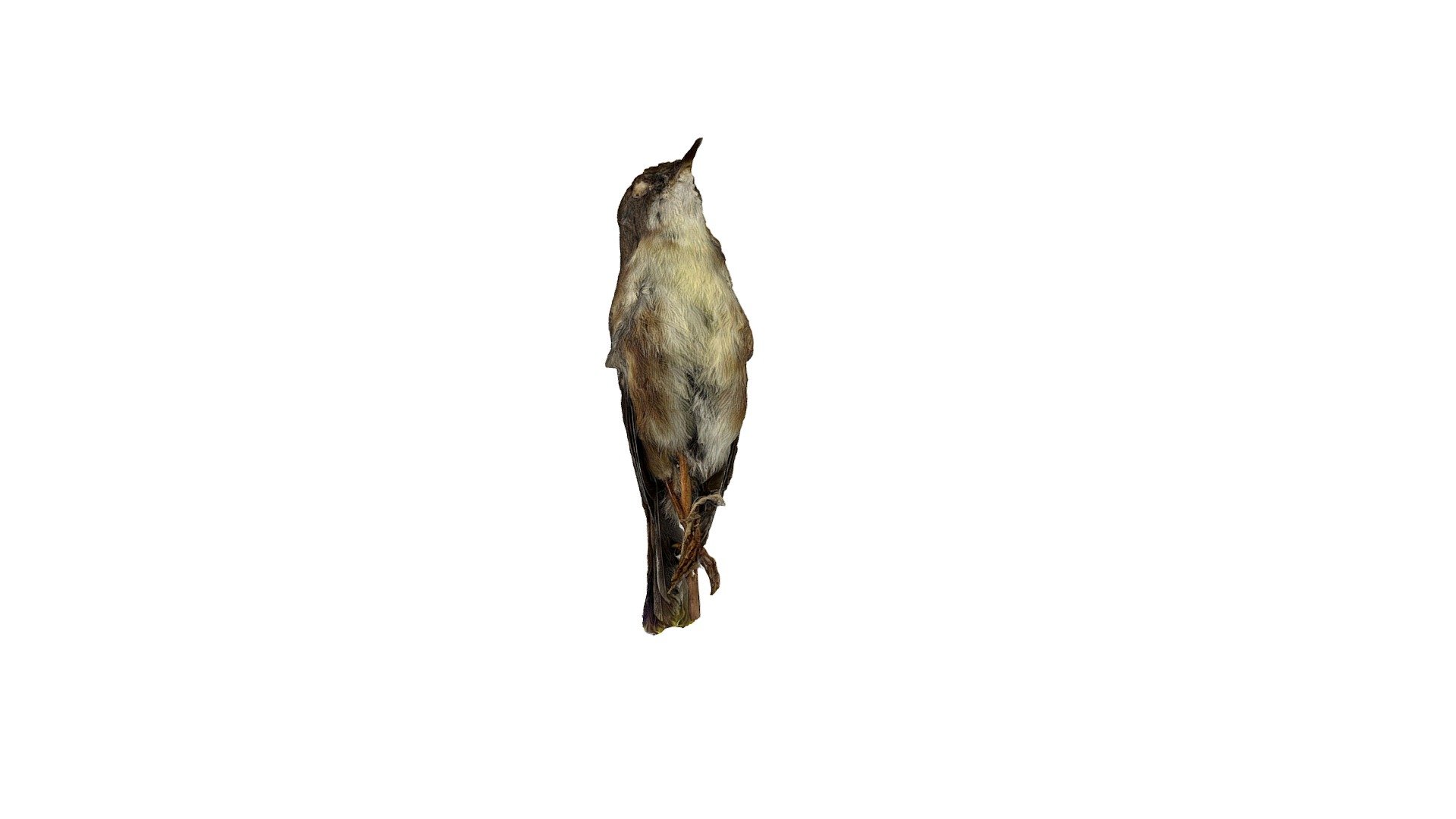 Study Skin - Scrubtit, male ♂ - 3D model by Queen Victoria Museum and ...