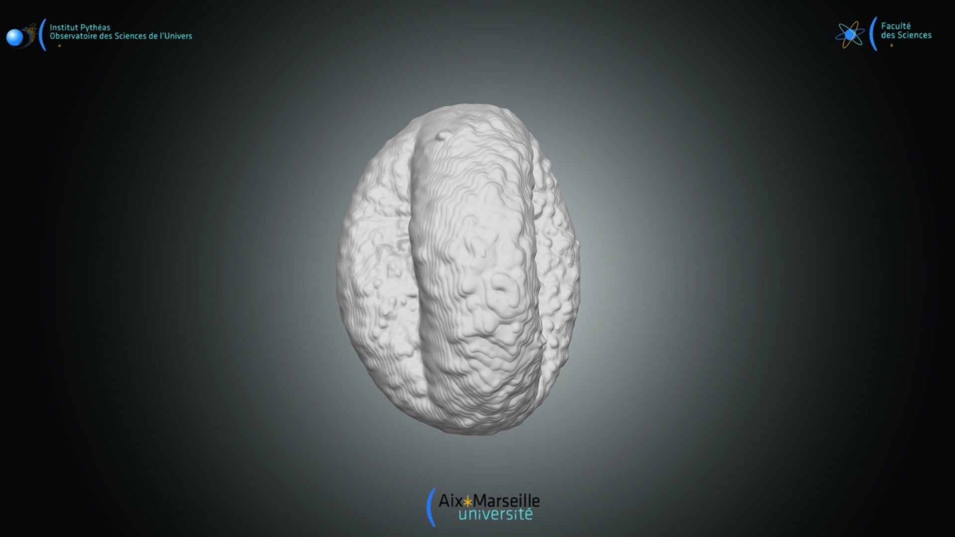 Pollen - Quercus robur - Download Free 3D model by Secteur Sciences et ...