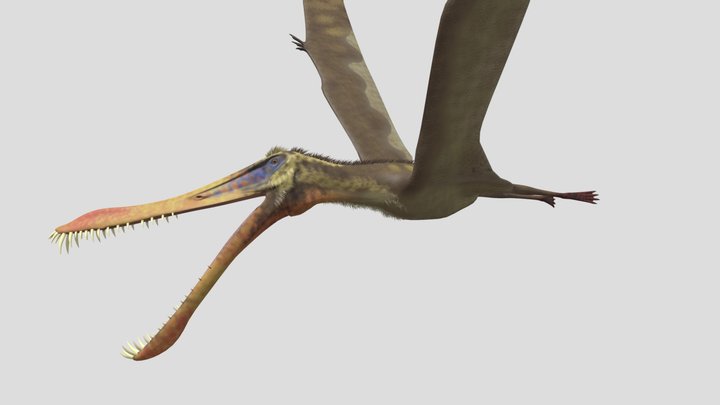 Pterosaur 3D models - Sketchfab