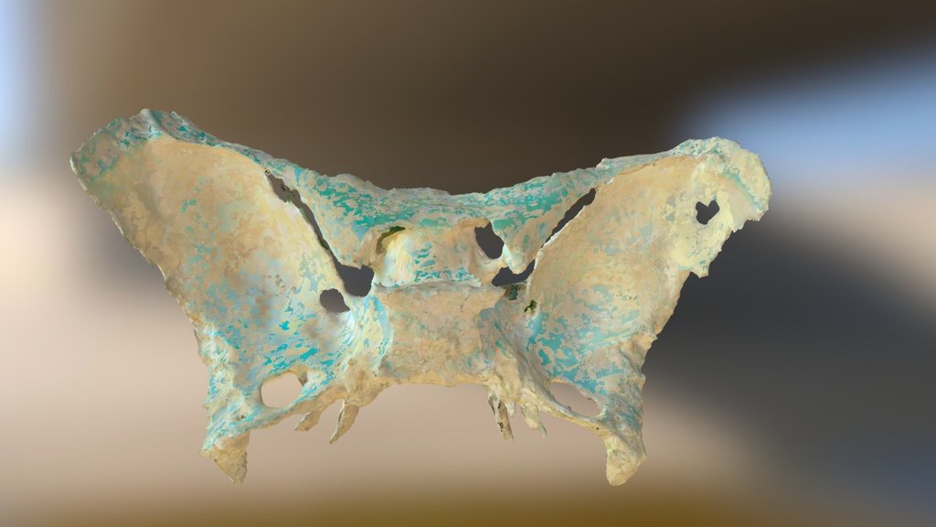 Human Sphenoid (VCU_3D_1073) - Download Free 3D model by Virtual ...