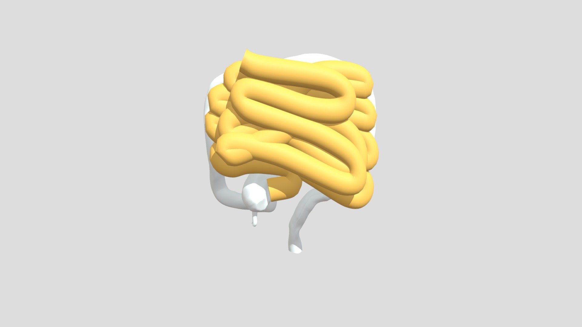bowel3 - Download Free 3D model by amrmoneib [562462a] - Sketchfab