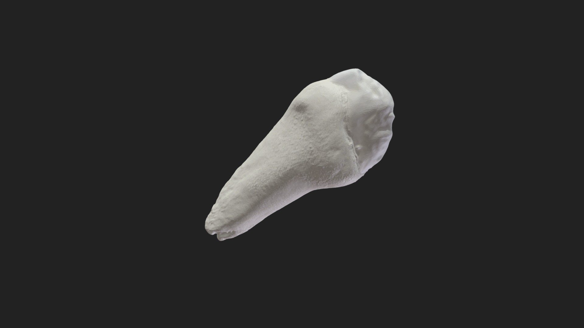 3rd incisor (incisivus, I3) pig (upper jaw) - 3D model by vetanatMunich ...
