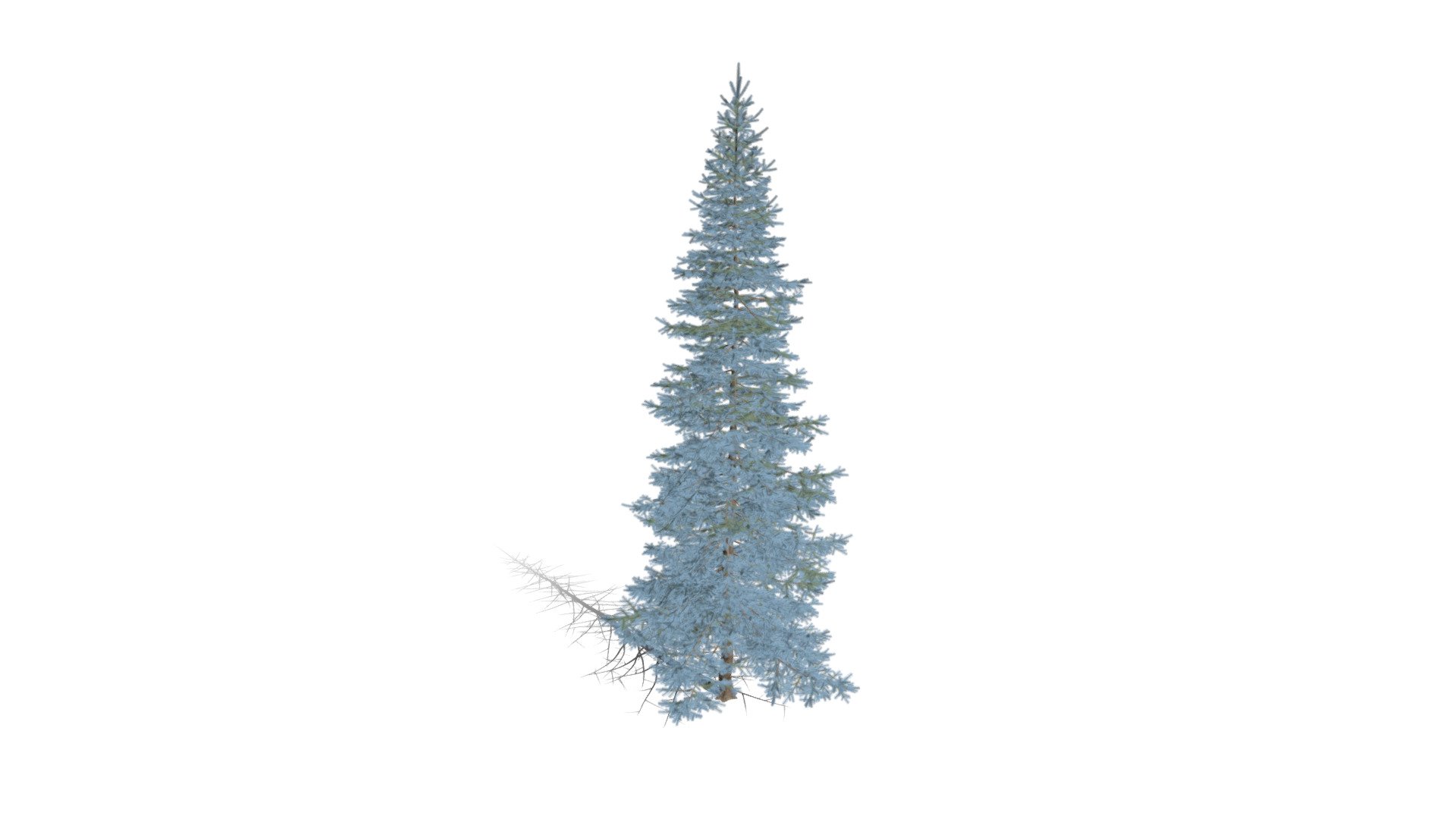 Realistic HD Colorado Blue spruce (8/43) - Download Free 3D model by ...