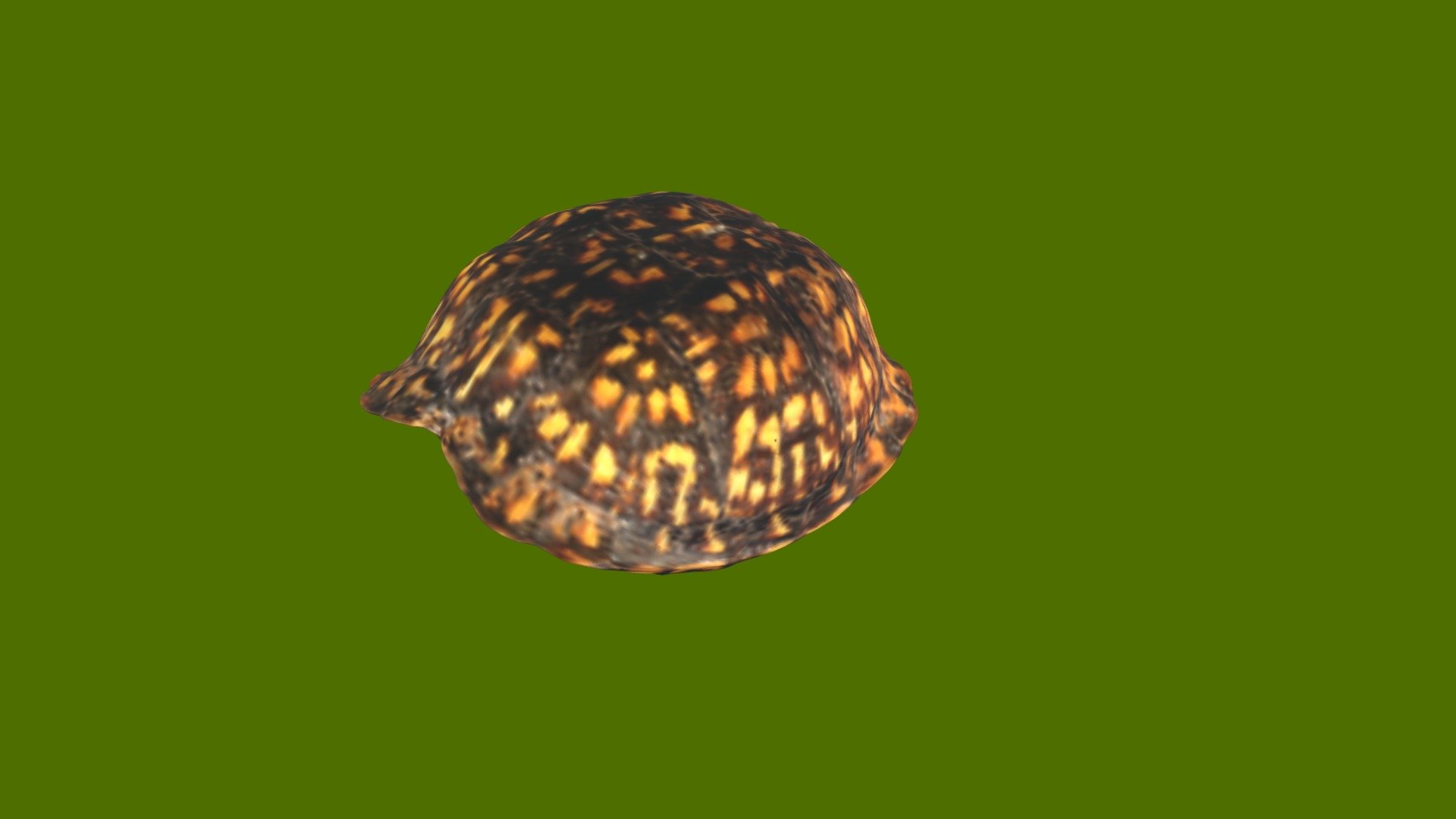 Turtle Shell - 3D model by tgromow [563365f] - Sketchfab