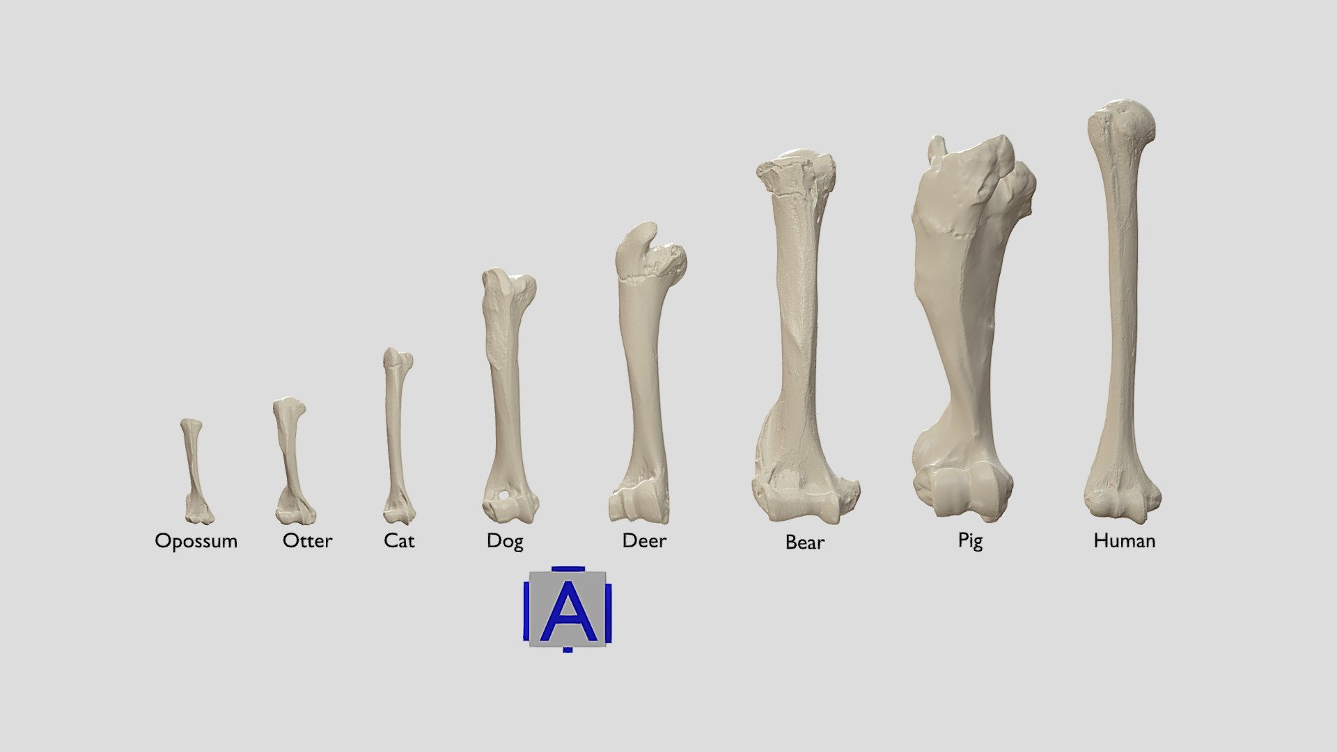 Right Humerus Mammals - Download Free 3D model by Terrie Simmons ...