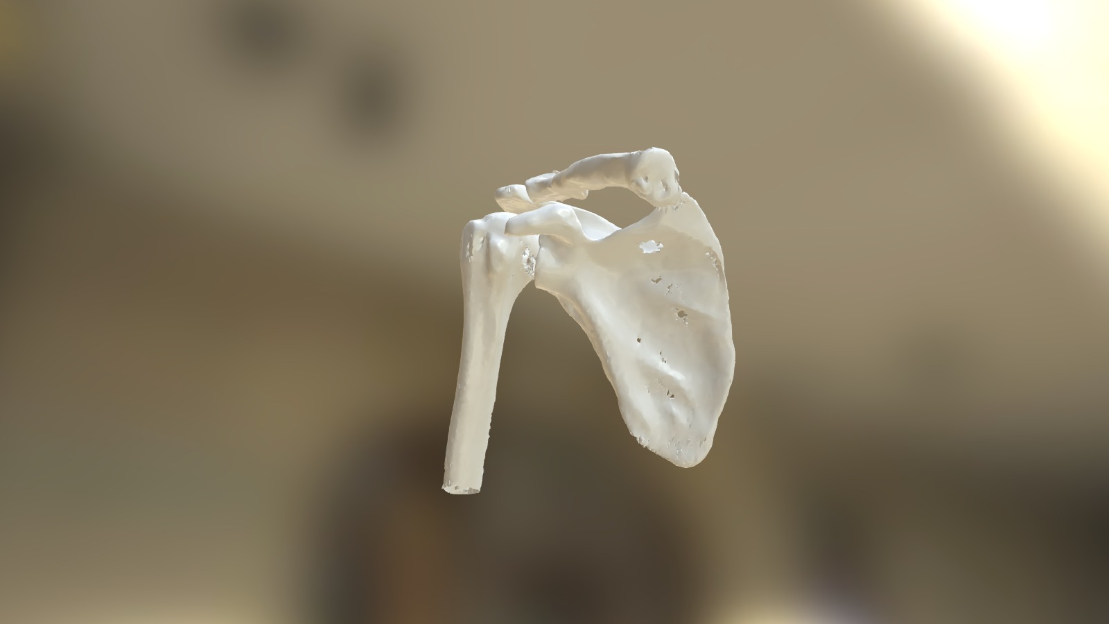 Shoulder - sku358 - 3D model by orto3d [5638cc1] - Sketchfab