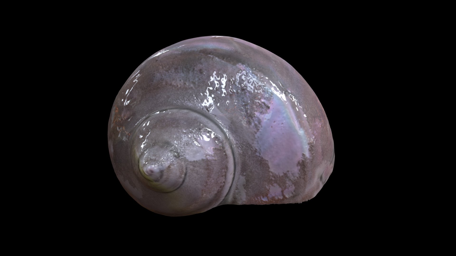 Shell 32 - Pearlized - Download Free 3D model by Peter Nox (@Peter.Nox ...