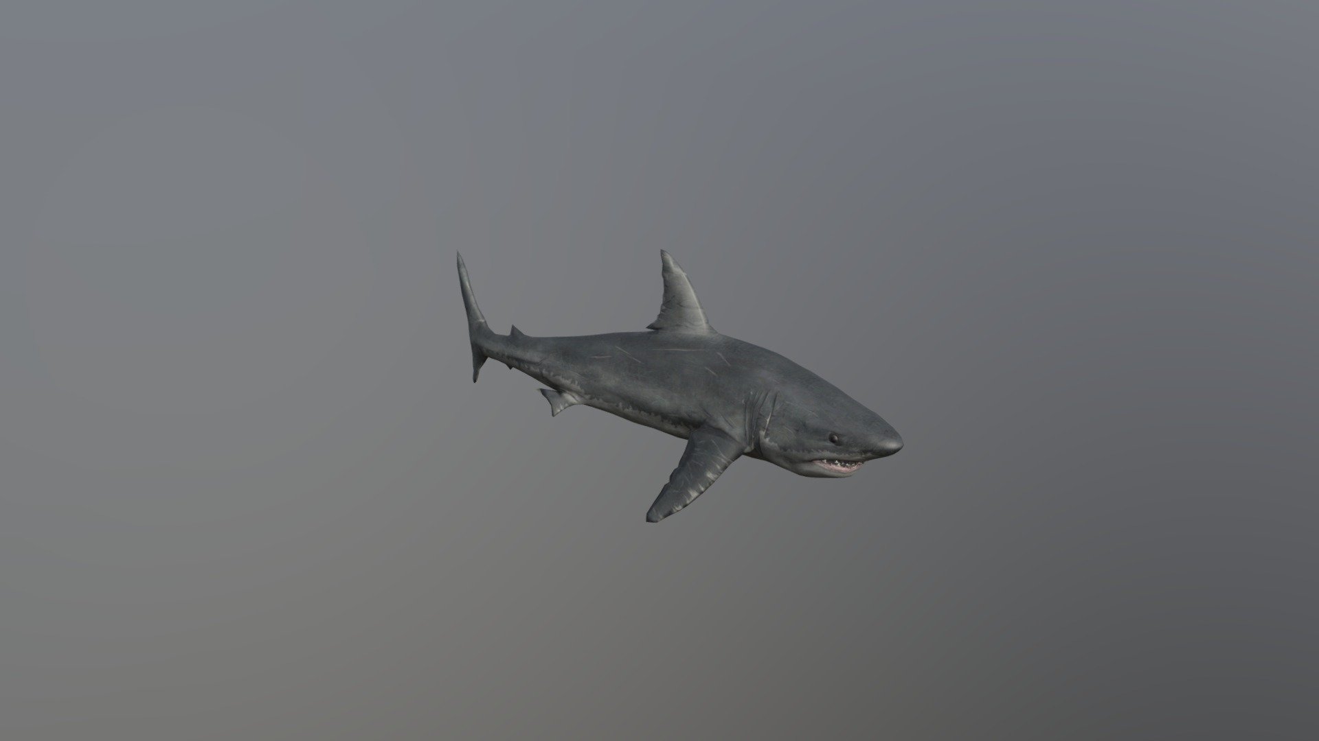 Great Animated Shark - Download Free 3D model by Othman (@arnaout ...