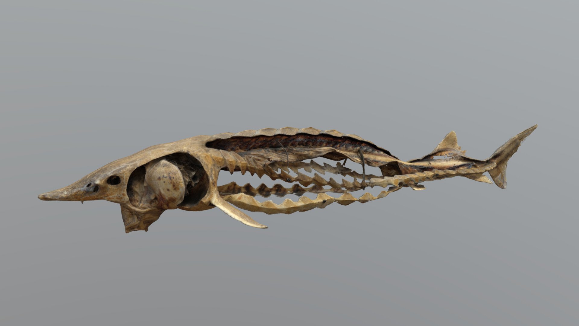 Esturgeon - Download Free 3D model by Tavernier Amaury (@svtavernier ...