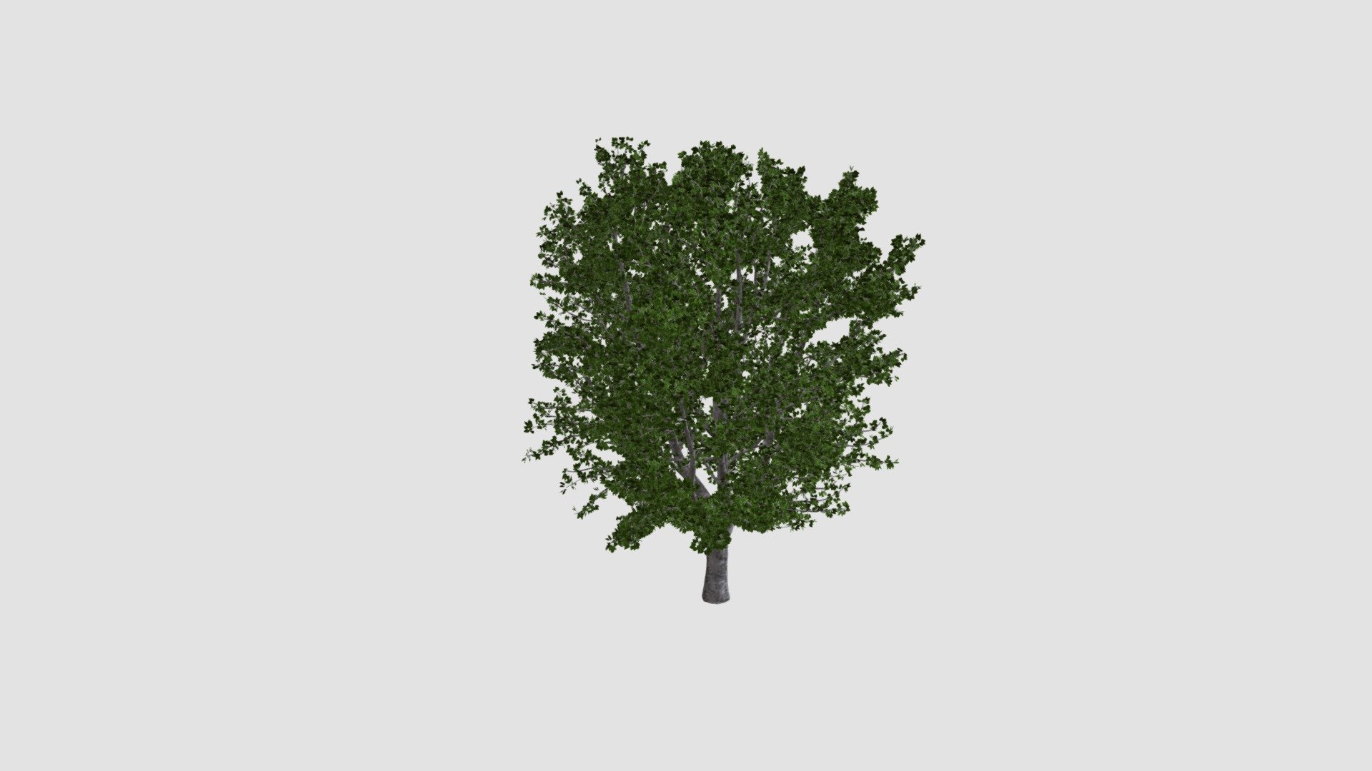 Plant for c4d - Buy Royalty Free 3D model by Evermotion [5654134 ...