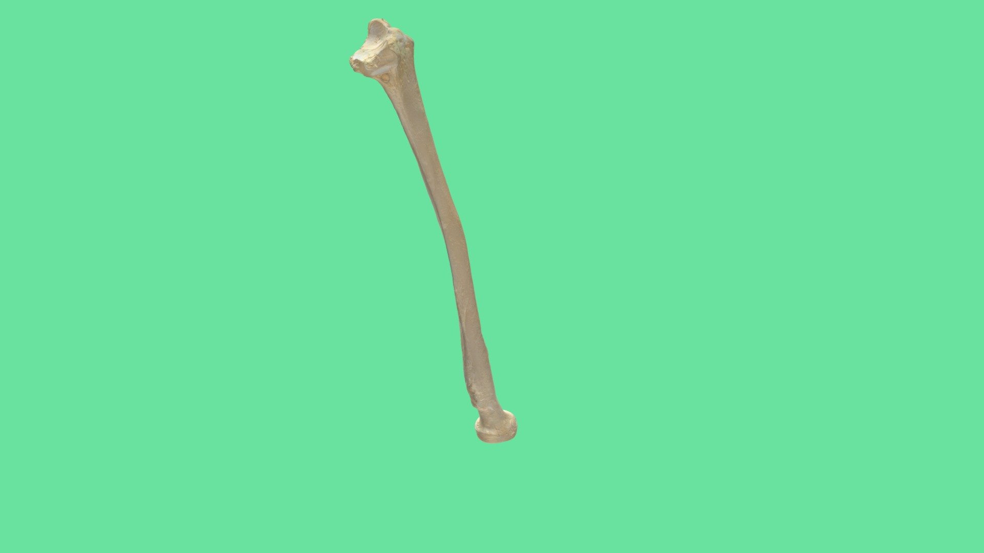 linker Radius - 3D model by Institute of Anatomy Rostock (@Alexander ...