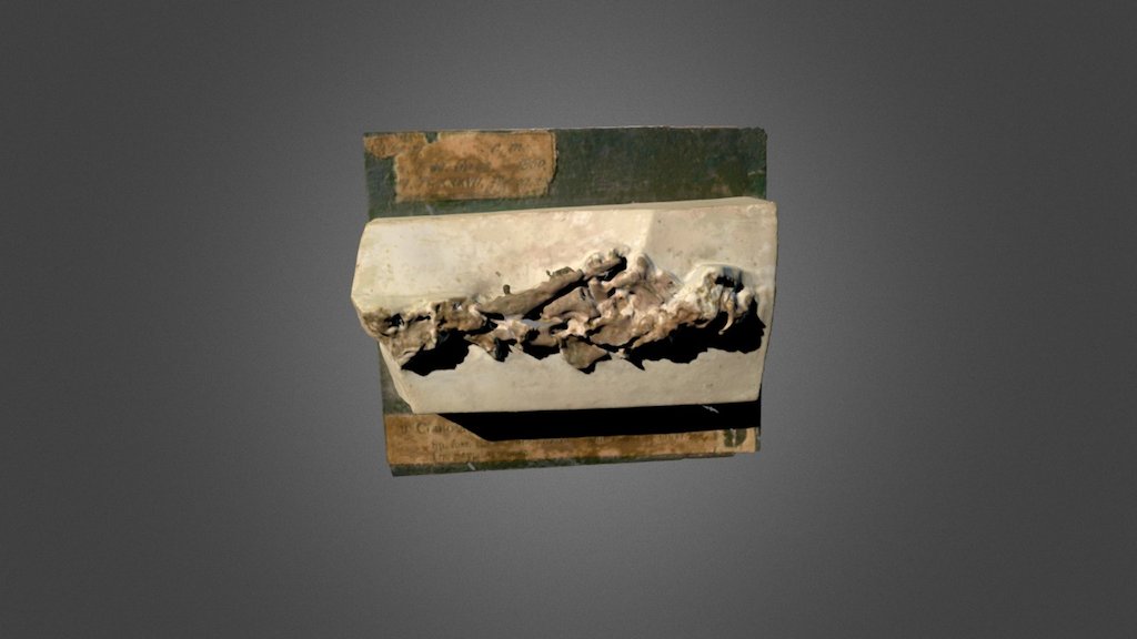 Coniasaurus crassidens (BMB 007155) - 3D model by VirtualNHM [565b293 ...