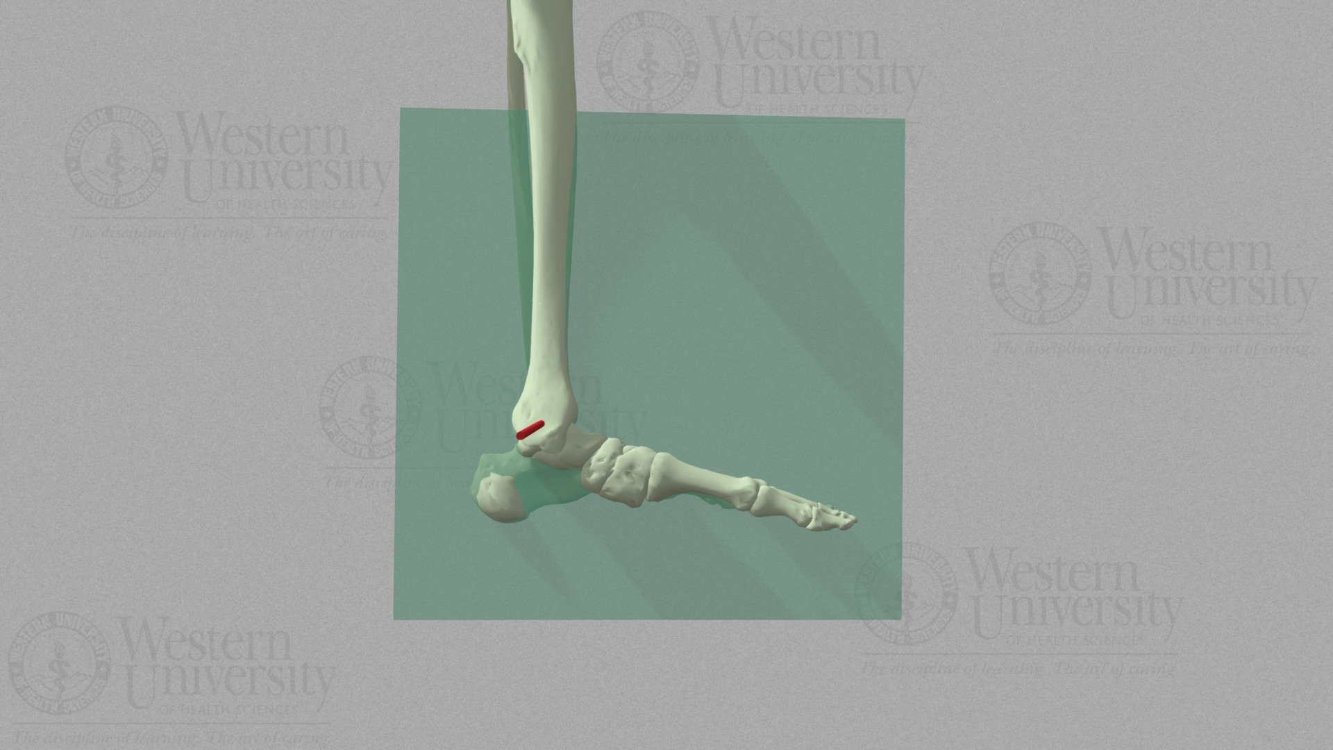 Dorsiflexion and Plantarflexion of the Ankle - 3D model by WesternU3D ...